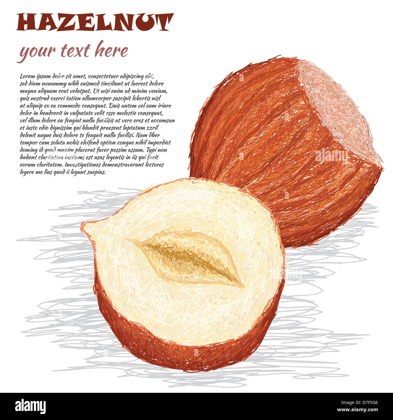 closeup illustration of whole and half hazelnut isolated in white ...