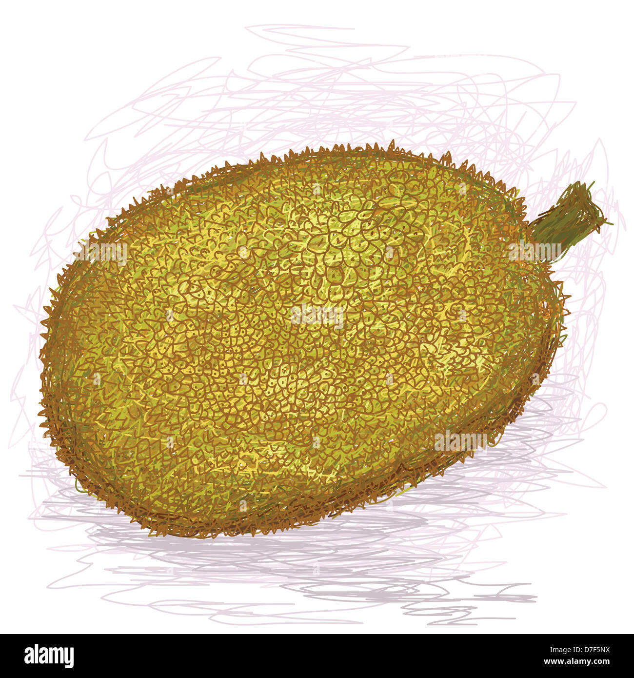 closeup illustration of a fresh ripe jackfruit Stock Photo - Alamy