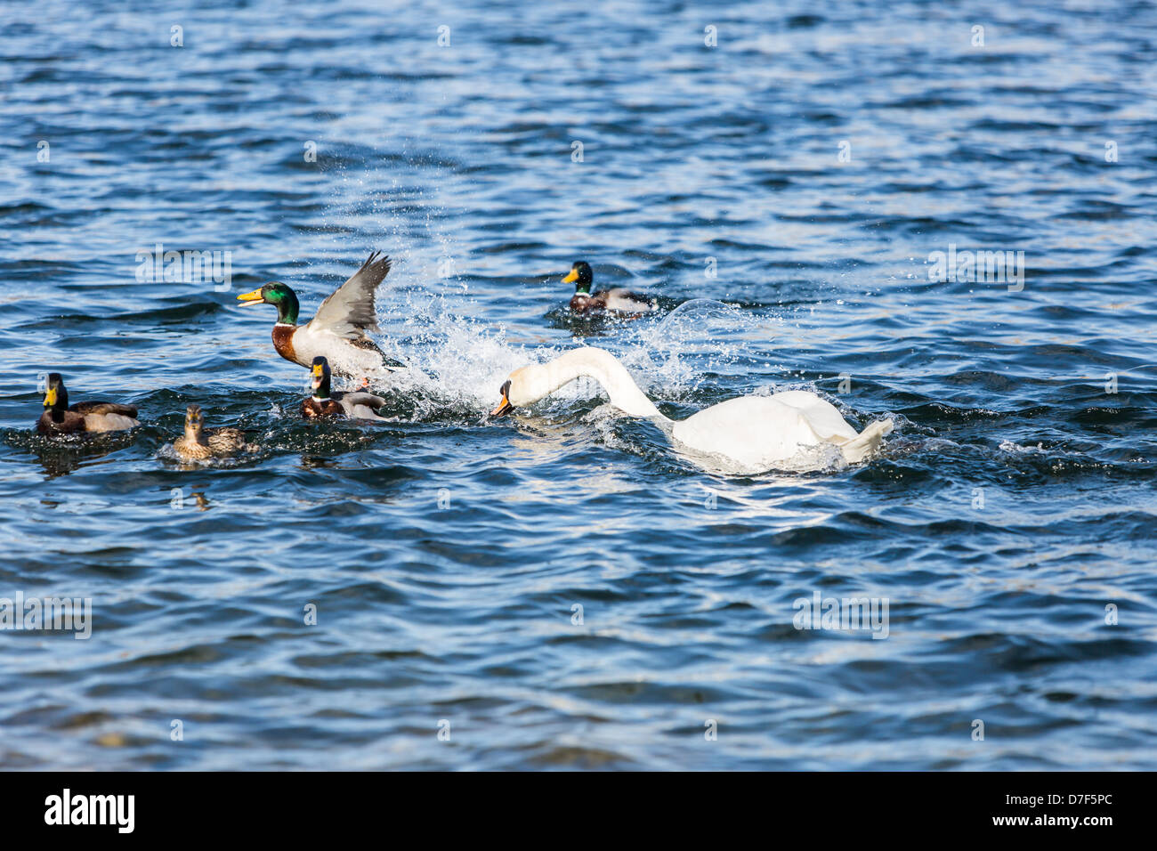 Swan chasing ducks away Stock Photo - Alamy