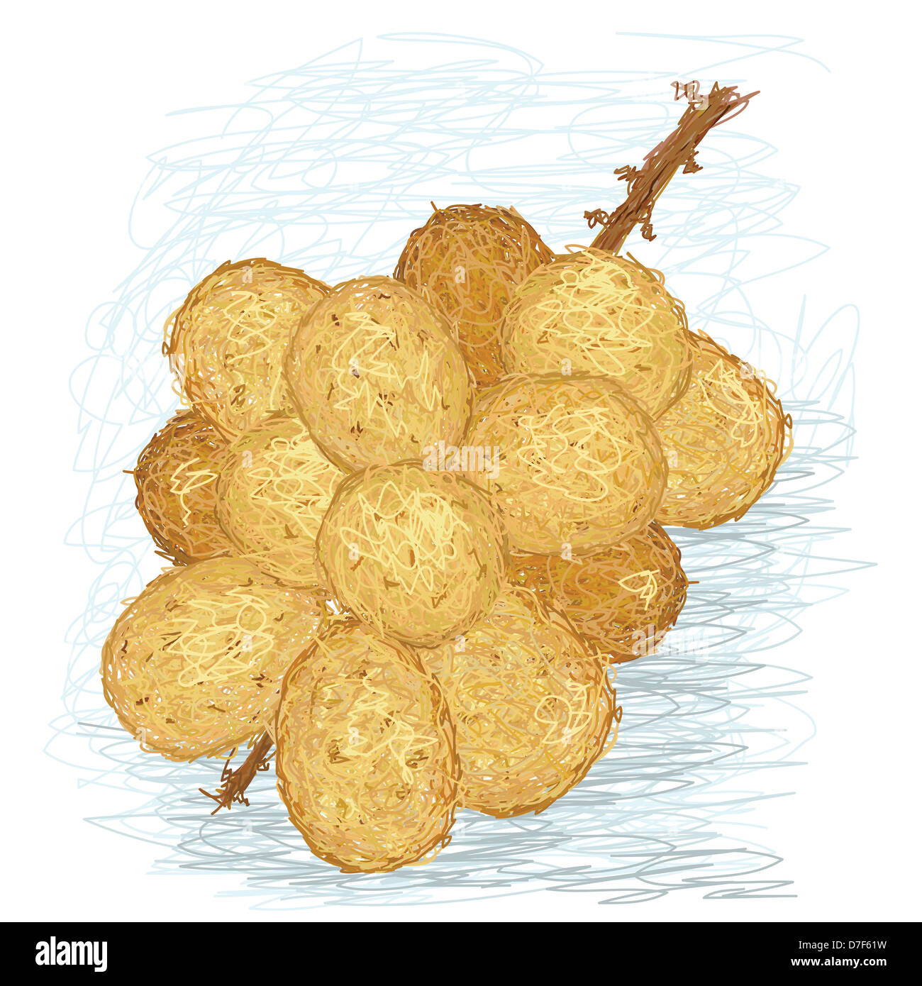 closeup illustration of a fresh lanzones fruit Stock Photo - Alamy
