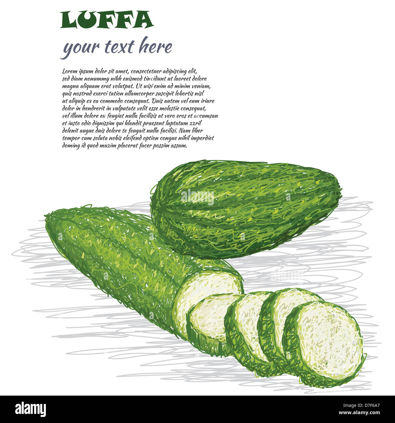 closeup illustration of fresh luffa vegetable isolated in white ...