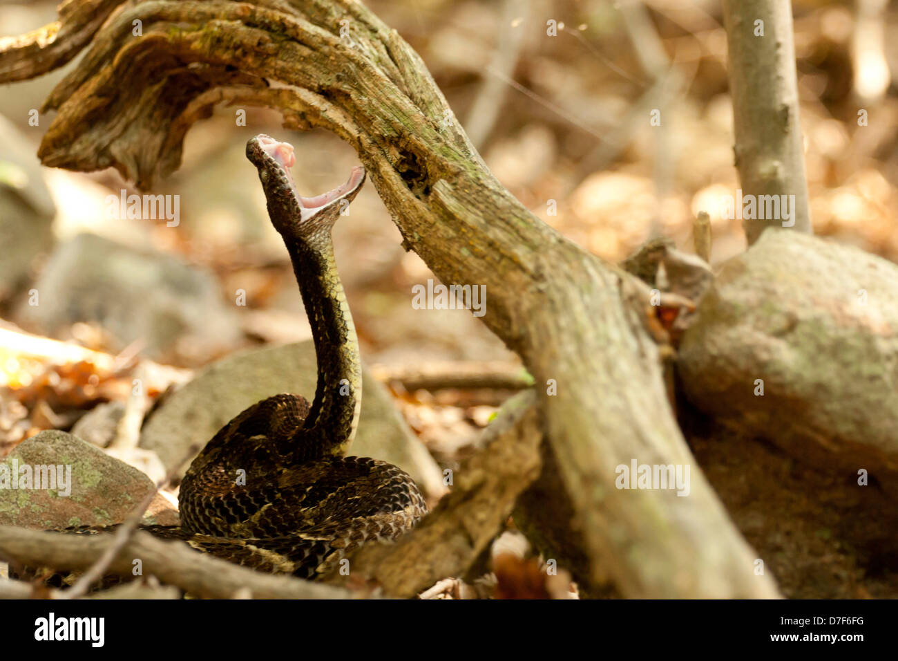 Timber rattlesnake - Crotalus horridus Stock Photo - Alamy