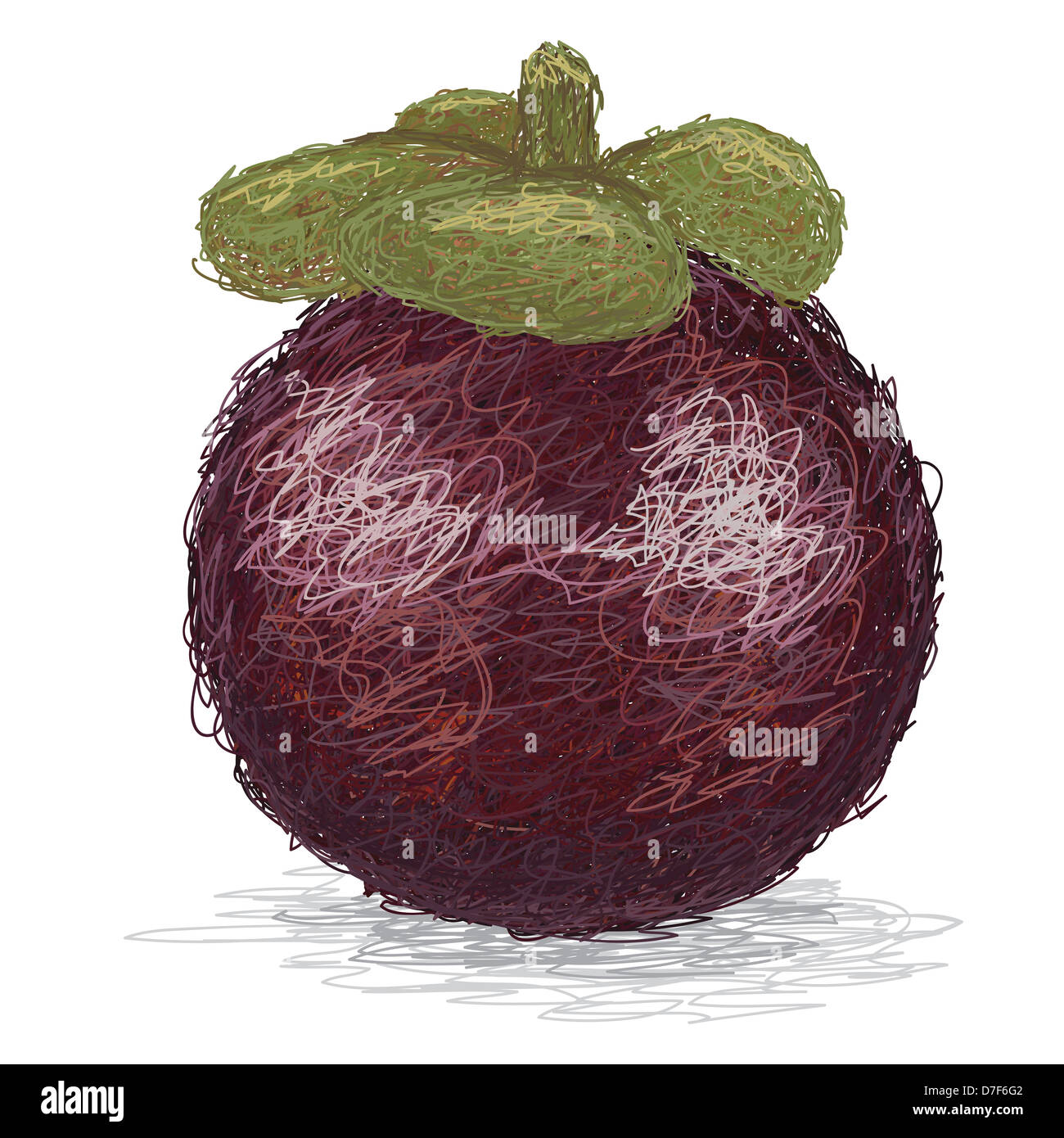 Mangosteen drawing hi-res stock photography and images - Alamy