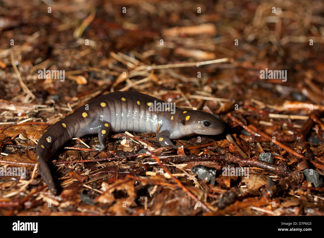 Spotted salamander during its breeding migration - Ambystoma maculatum ...