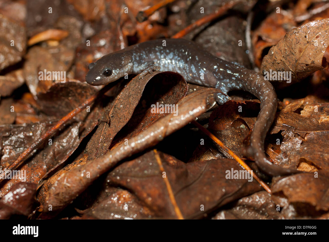 A hybrid jerfferson / blue-spotted salamander making its migration to a ...