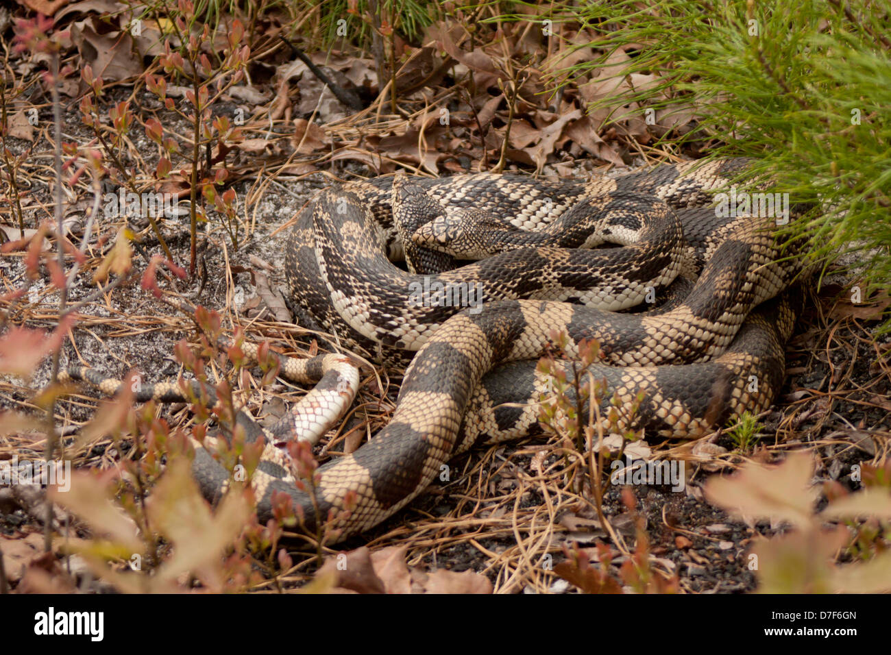 Mating northern pine snakes - Pituophis melanoleucus Stock Photo - Alamy