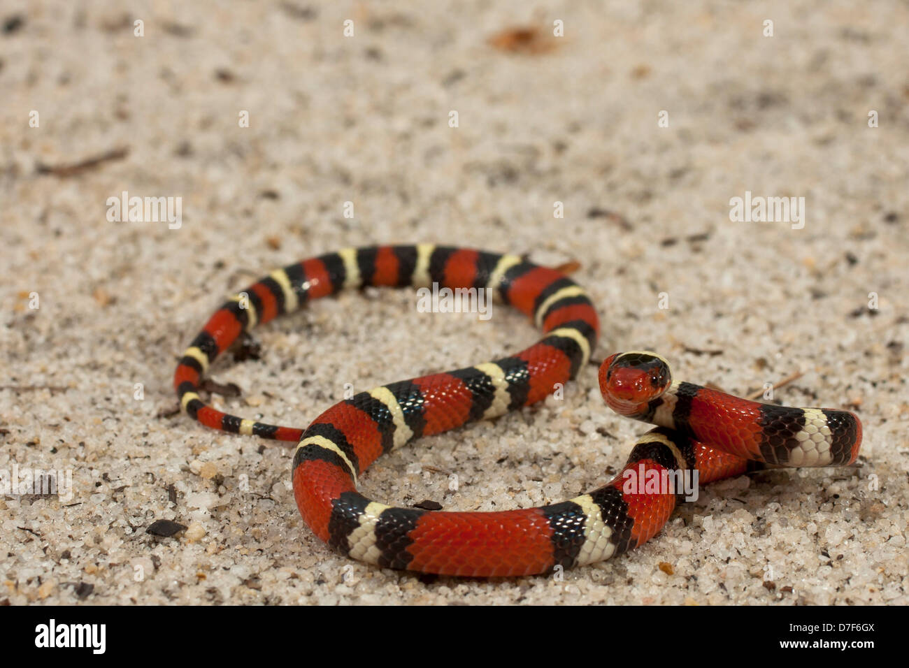 Scarlet King Snake High Resolution Stock Photography and Images - Alamy