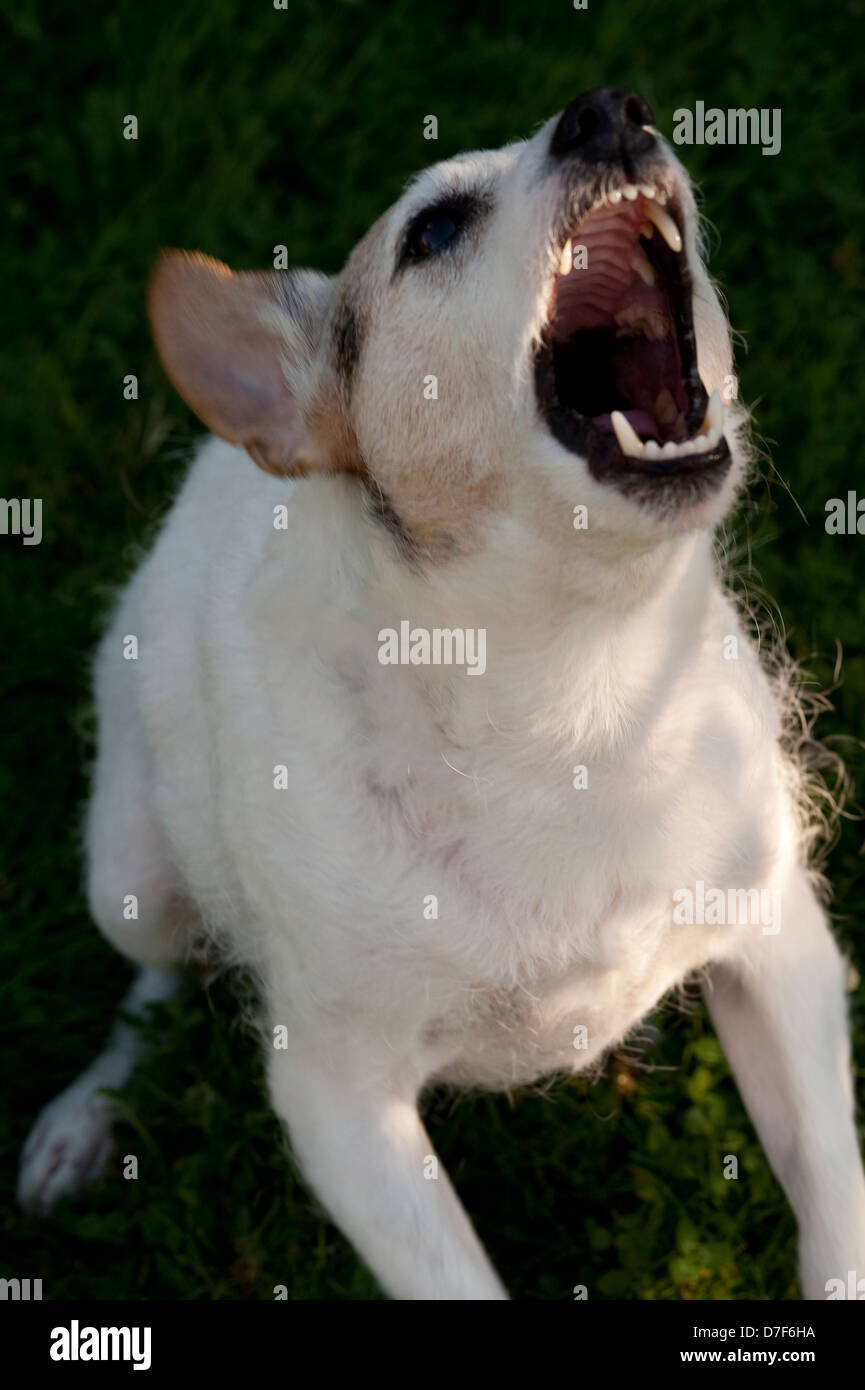 Terrier getting ready to bite Stock Photo - Alamy