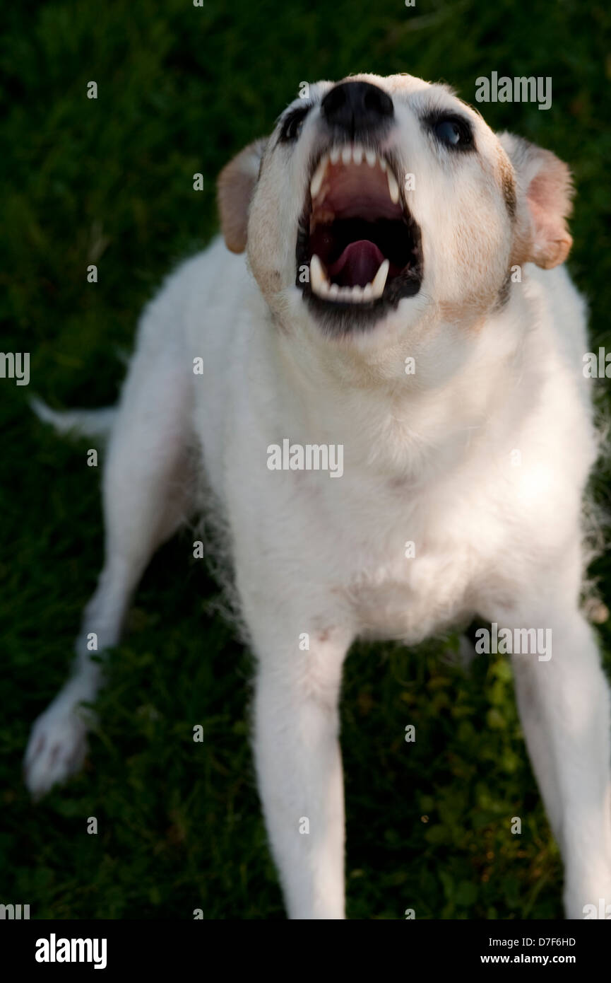 Ready to bite into hi-res stock photography and images - Alamy