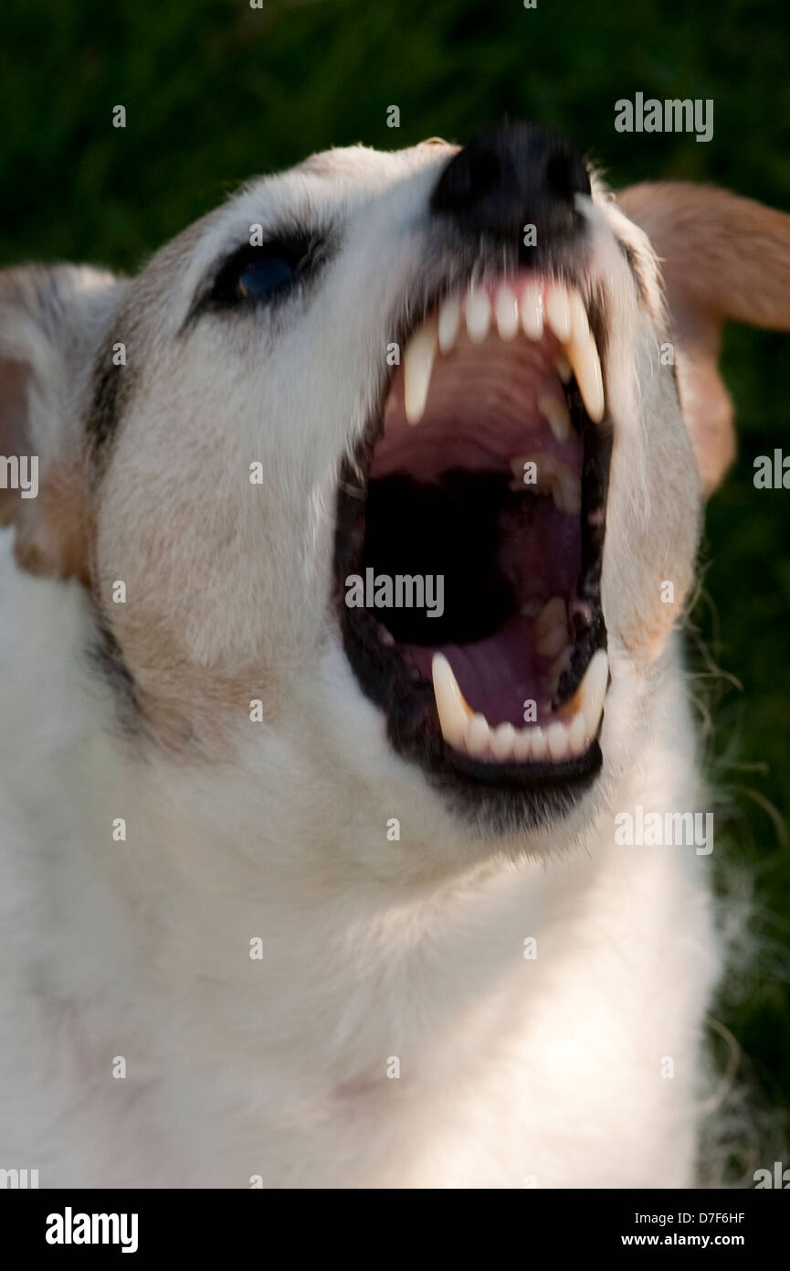 Jack russell terrier dog barking hi-res stock photography and images ...