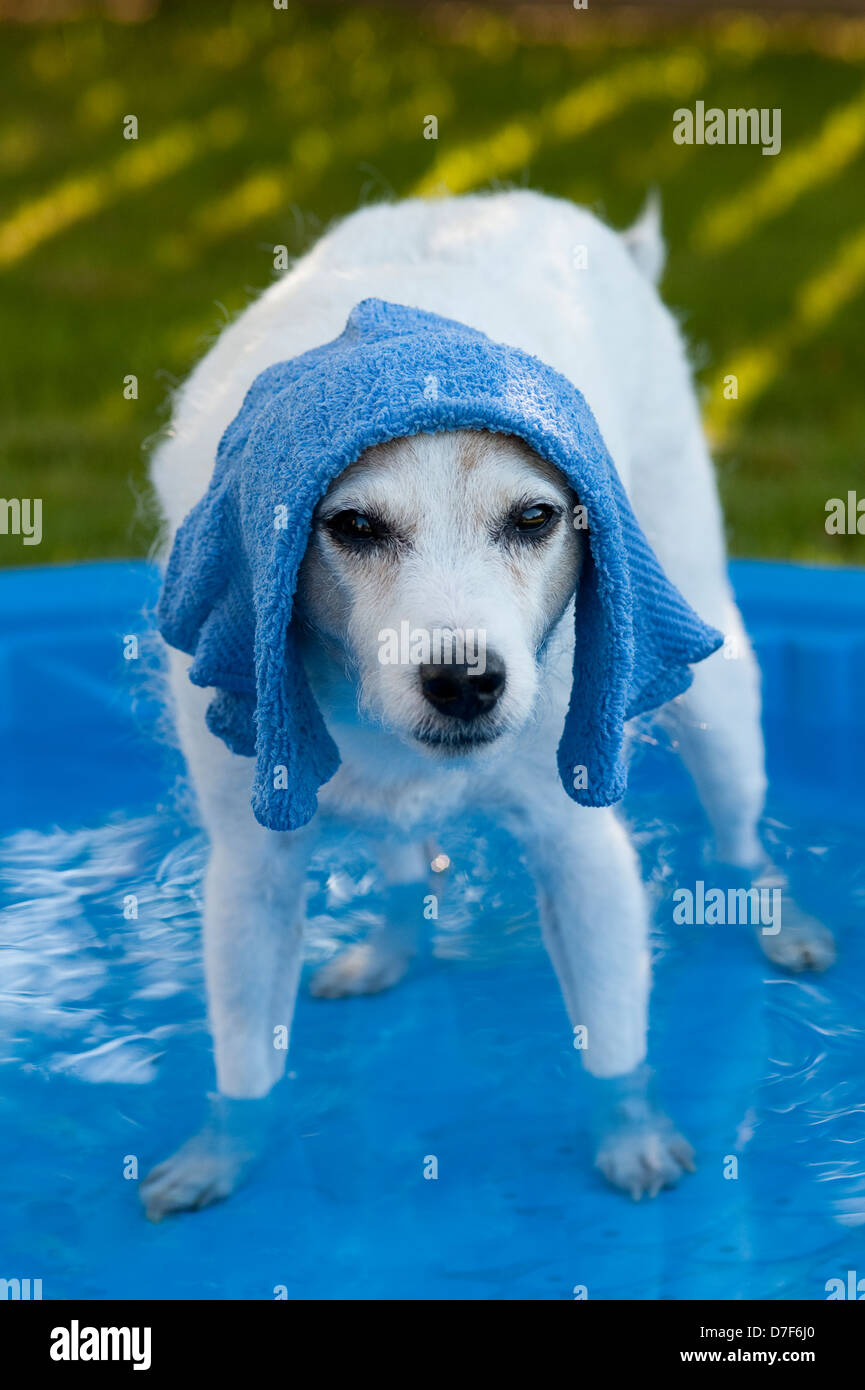 Jack Russell Terrier standing in pool with washcloth over his head ...