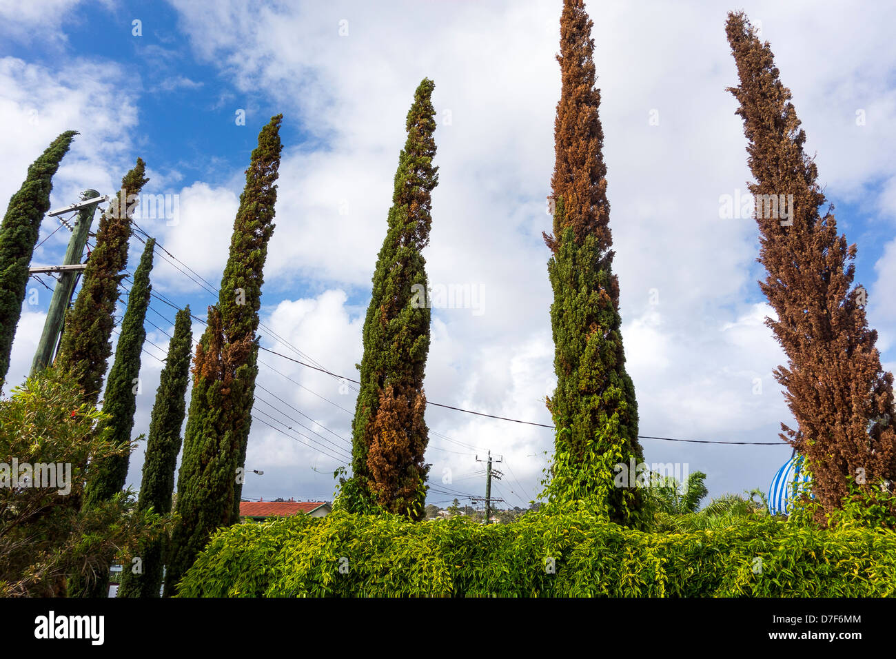 Pine hedge hi-res stock photography and images - Alamy