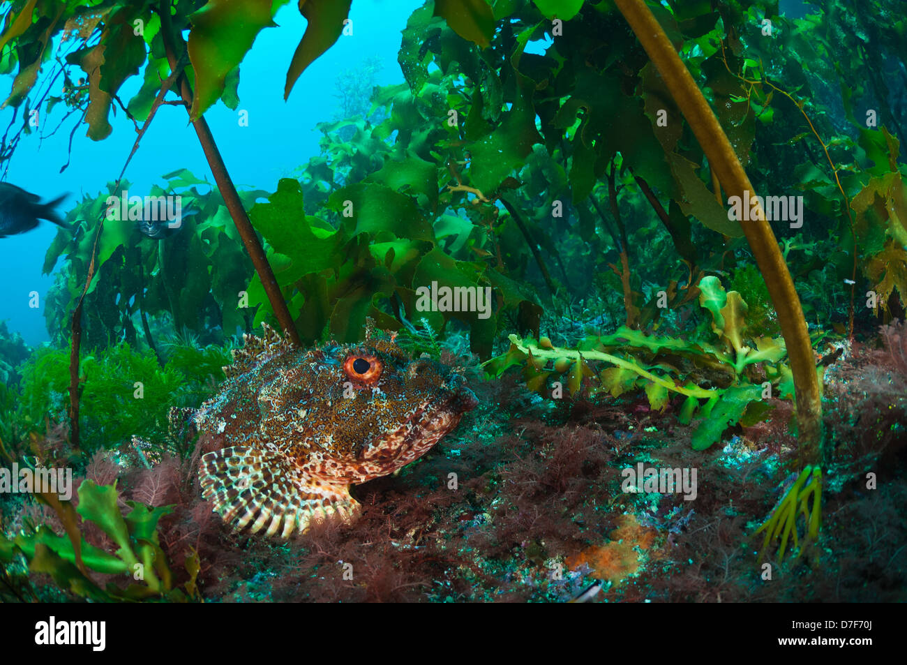 Red scorpionfish, Poor Knights Islands, Northland, New Zealand Stock ...