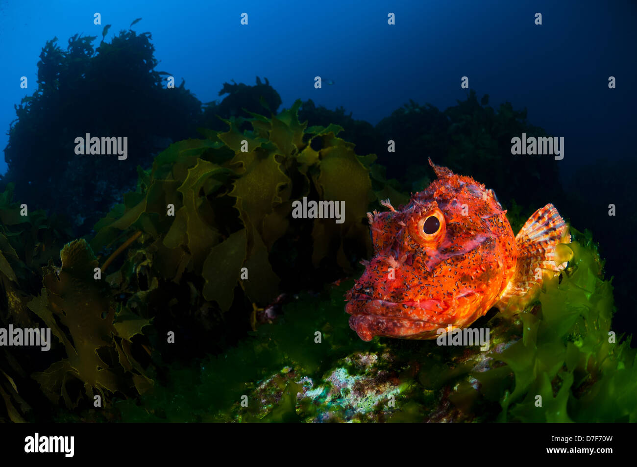 Red scorpionfish, Poor Knights Islands, Northland, New Zealand Stock ...
