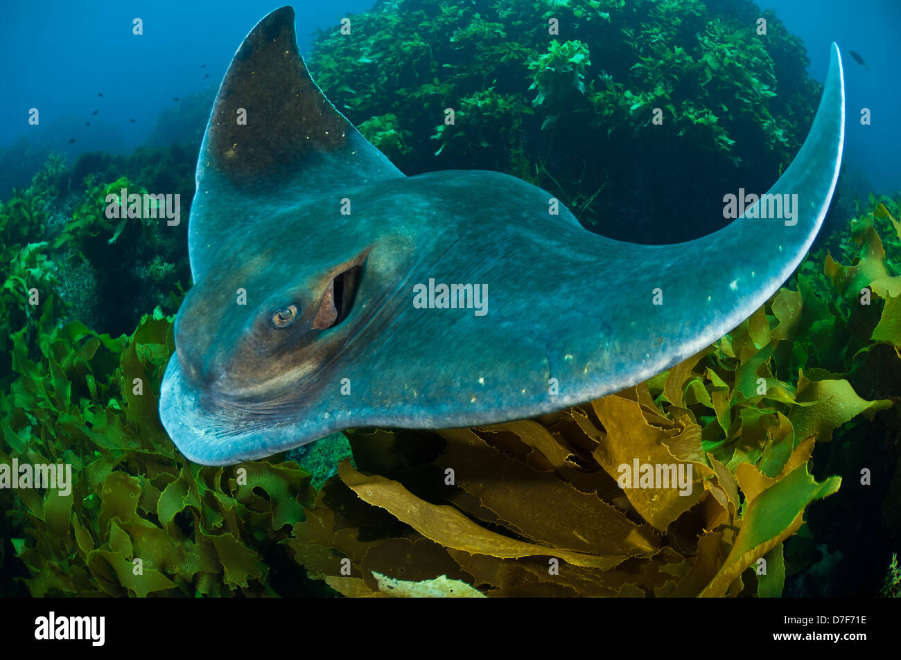 New Zealand eagle ray, Poor Knights Islands, Northlands, New Zealand ...