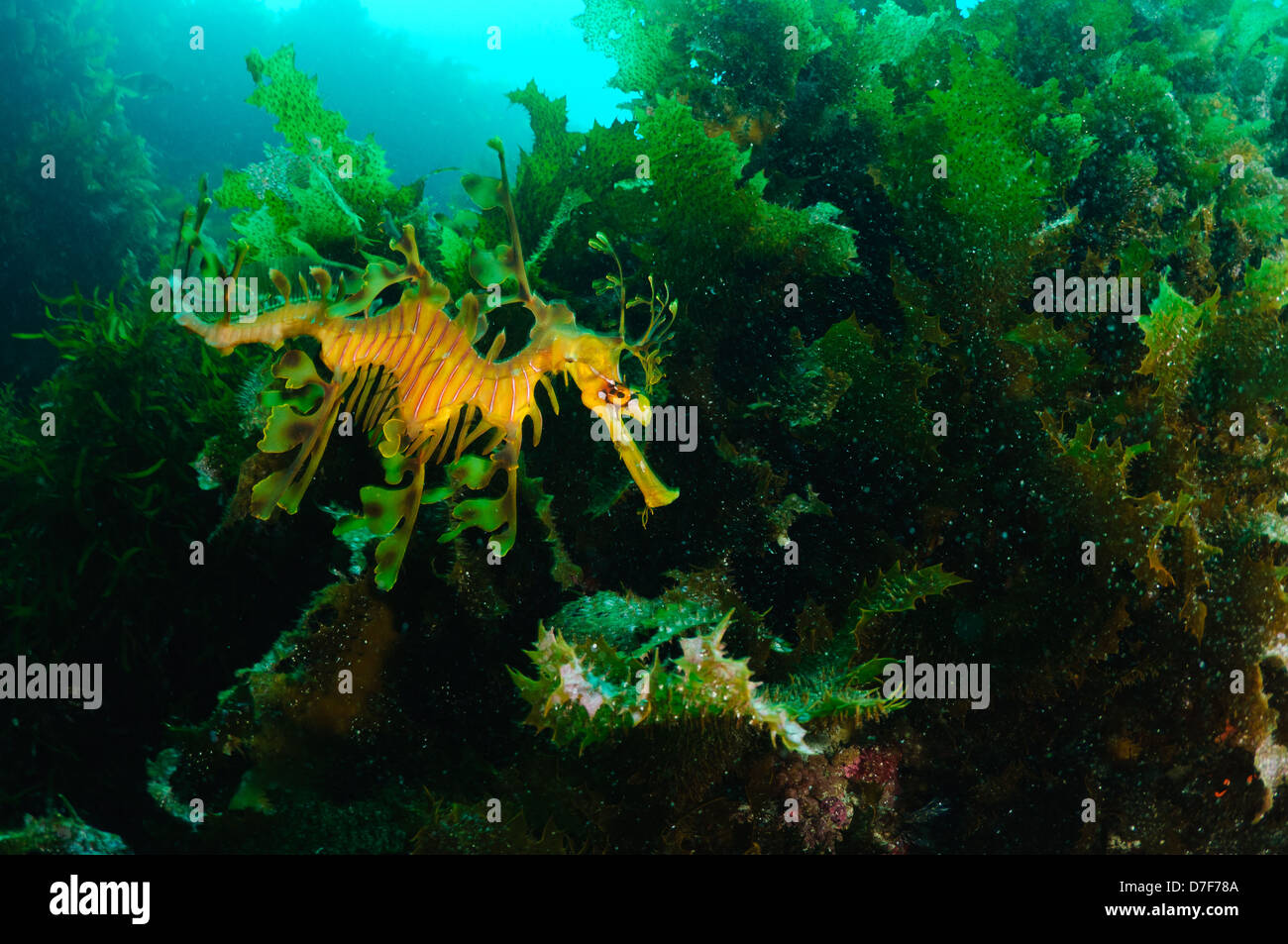 Leafy sea dragon hi-res stock photography and images - Alamy