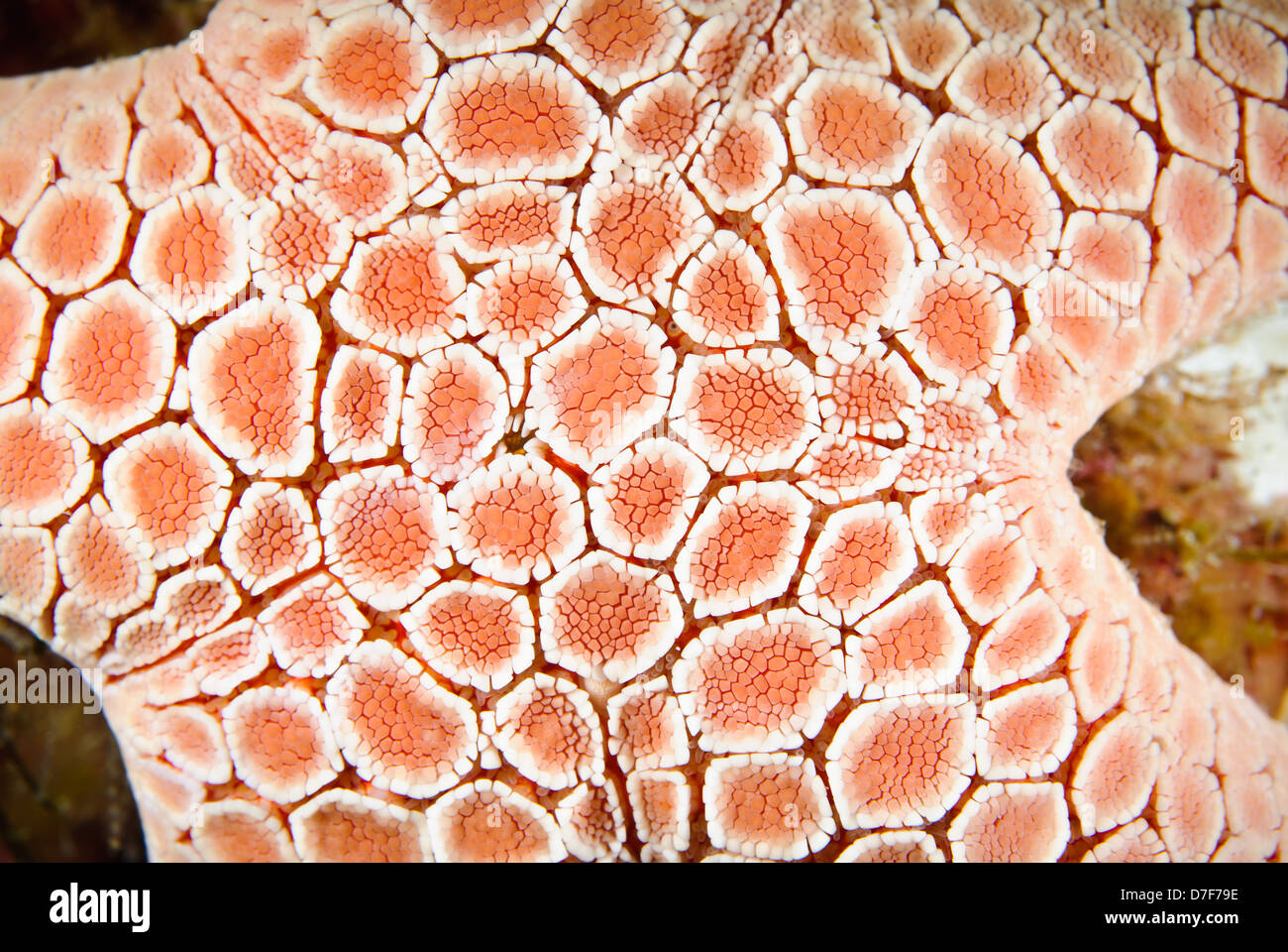Up close of a starfish hi-res stock photography and images - Alamy