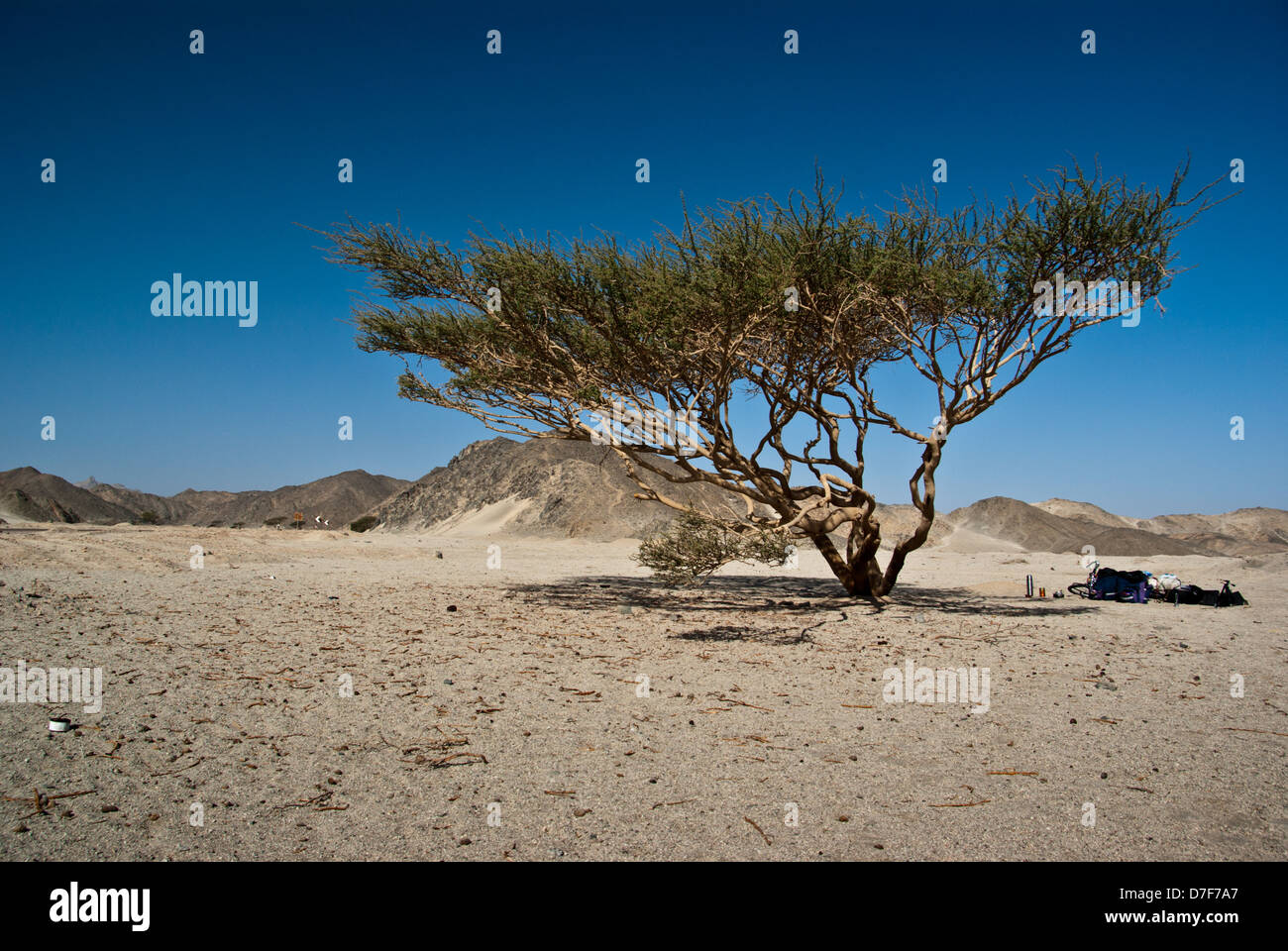 Bicycle, camp under acacia tree, desert and mountains, near Berenice ...