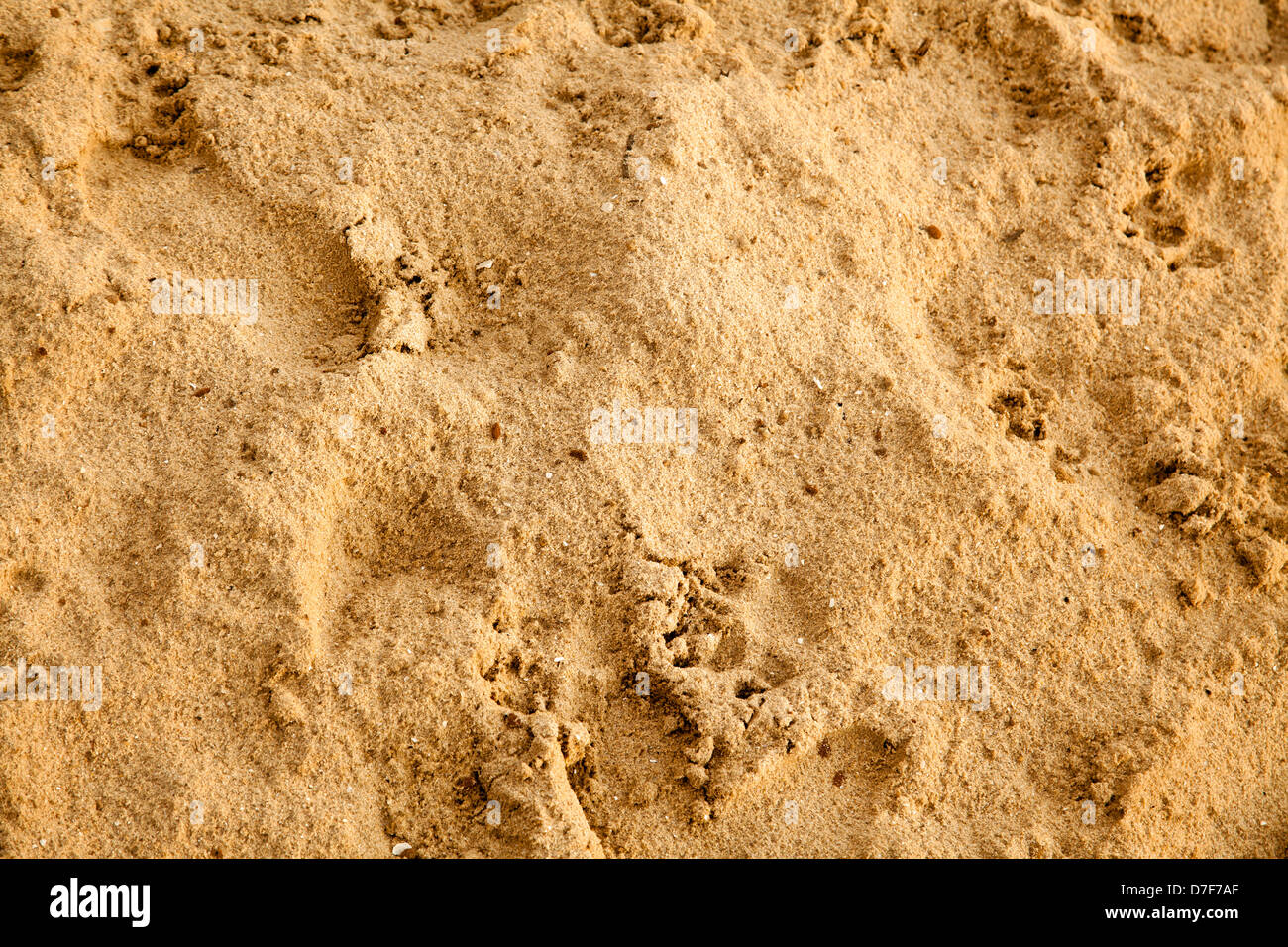 Close up of damp (due to rain) beach sand with animal and human ...
