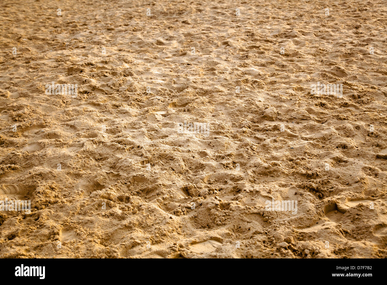 Close up of damp (due to rain) beach sand with animal and human ...