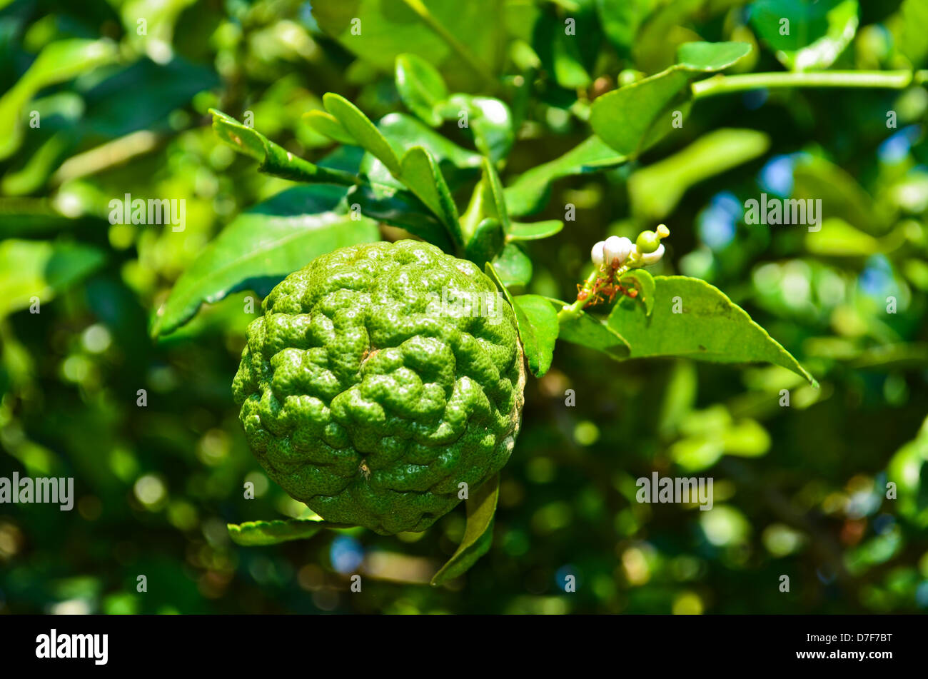 Bergamot fruits hi-res stock photography and images - Alamy