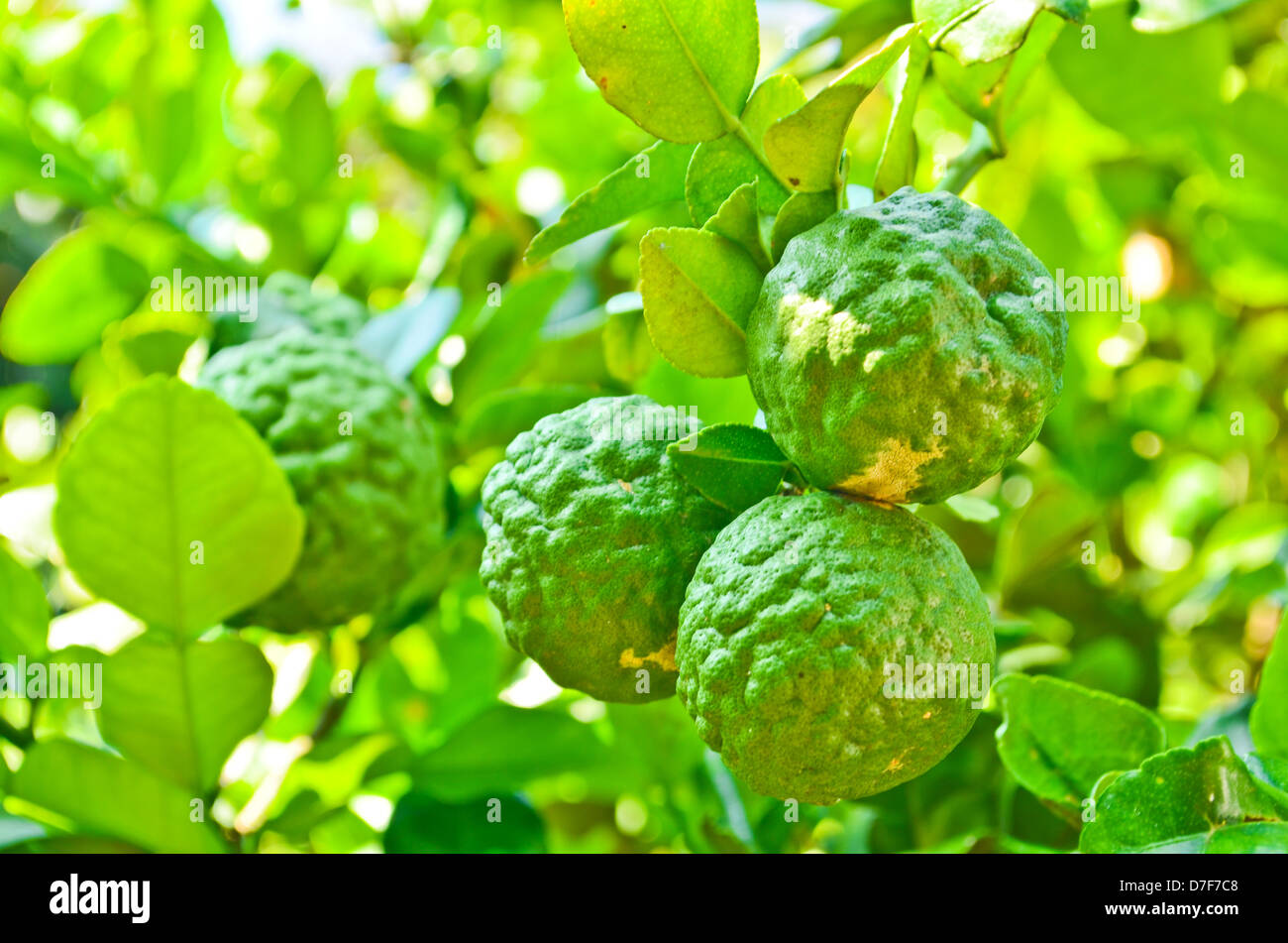 Bergamot fruits hi-res stock photography and images - Alamy
