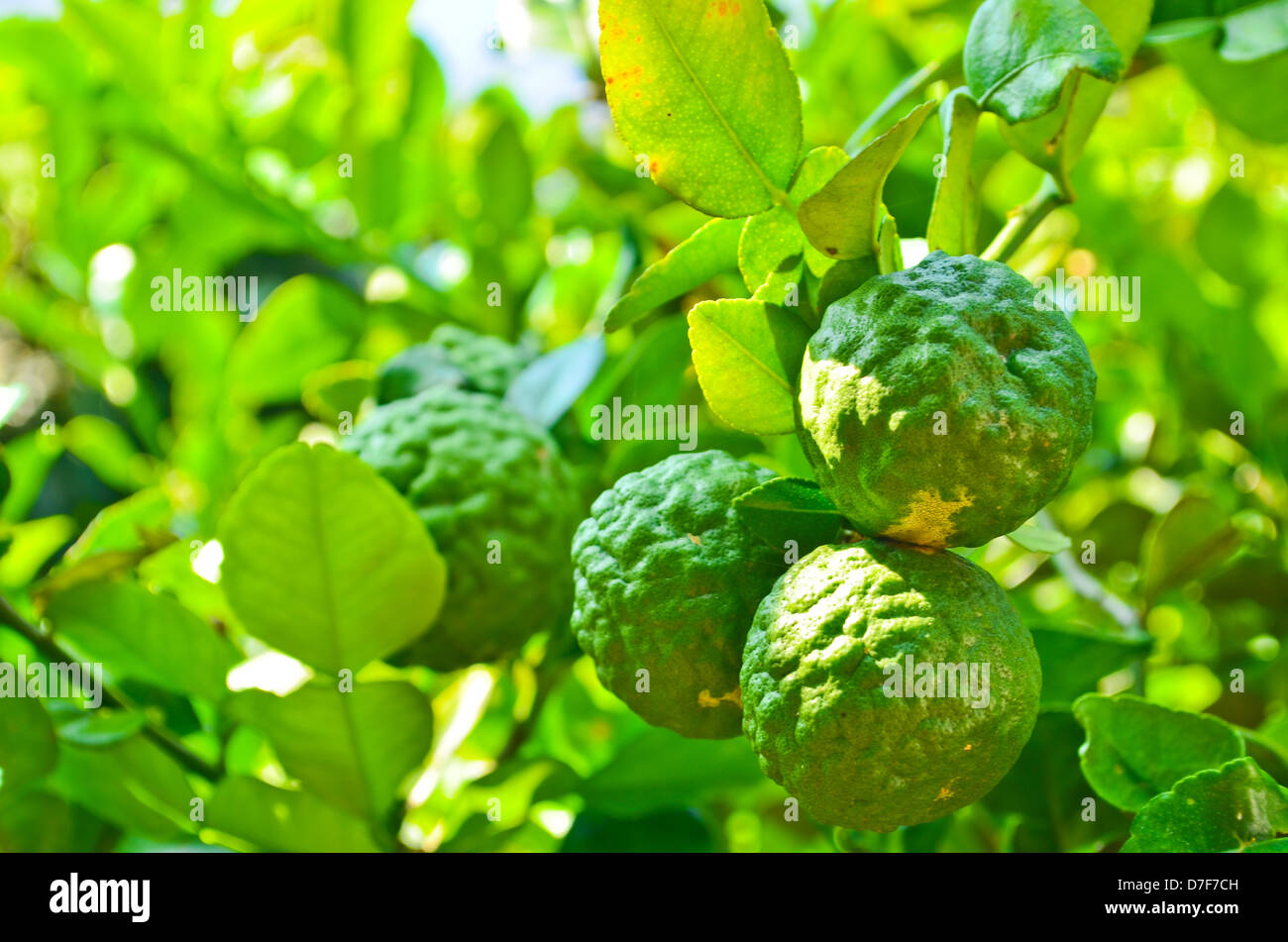 Bergamot fruits hi-res stock photography and images - Alamy