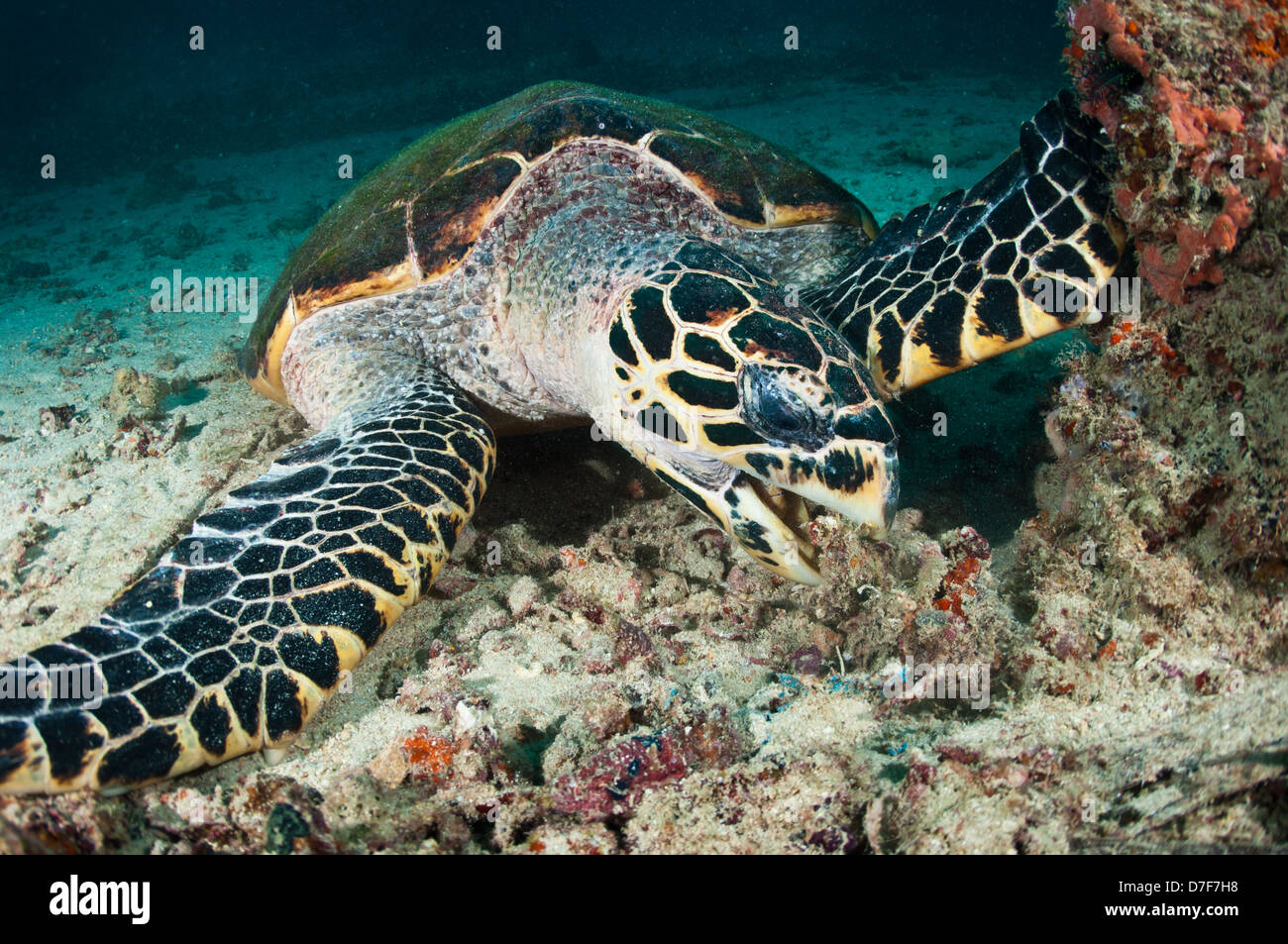 Feeding hawksbill turtle, Mabul, Sabah, Malaysia Stock Photo - Alamy
