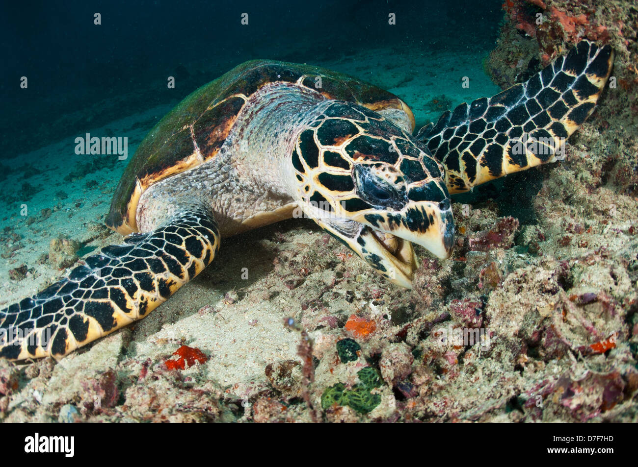 Feeding hawksbill turtle, Mabul, Sabah, Malaysia Stock Photo - Alamy
