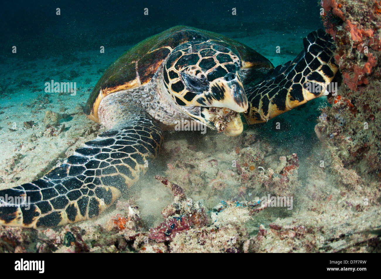 Feeding hawksbill turtle, Mabul, Sabah, Malaysia Stock Photo - Alamy