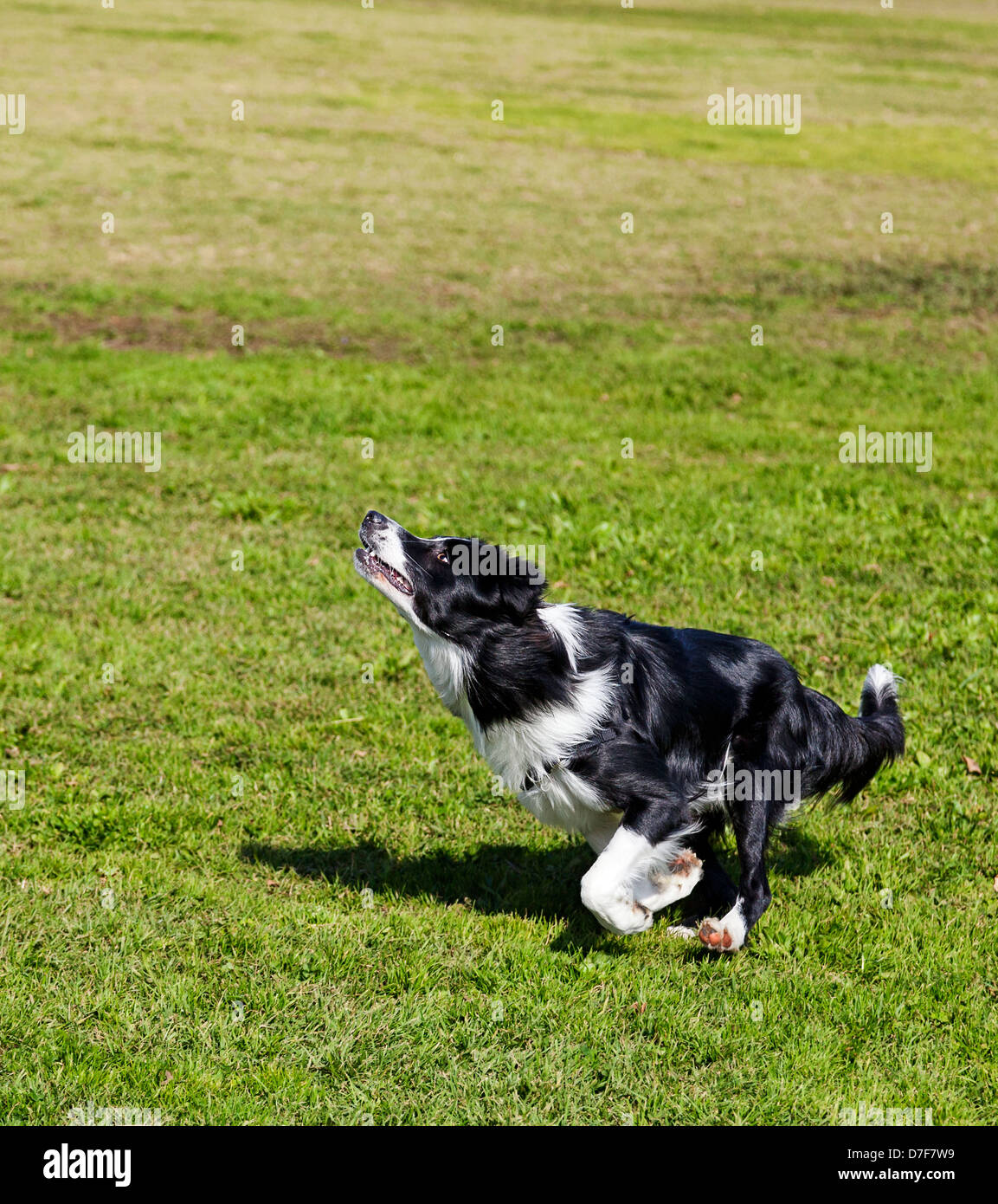 A Border Collie dog caught in the middle of jumping to fetch a ball, on ...