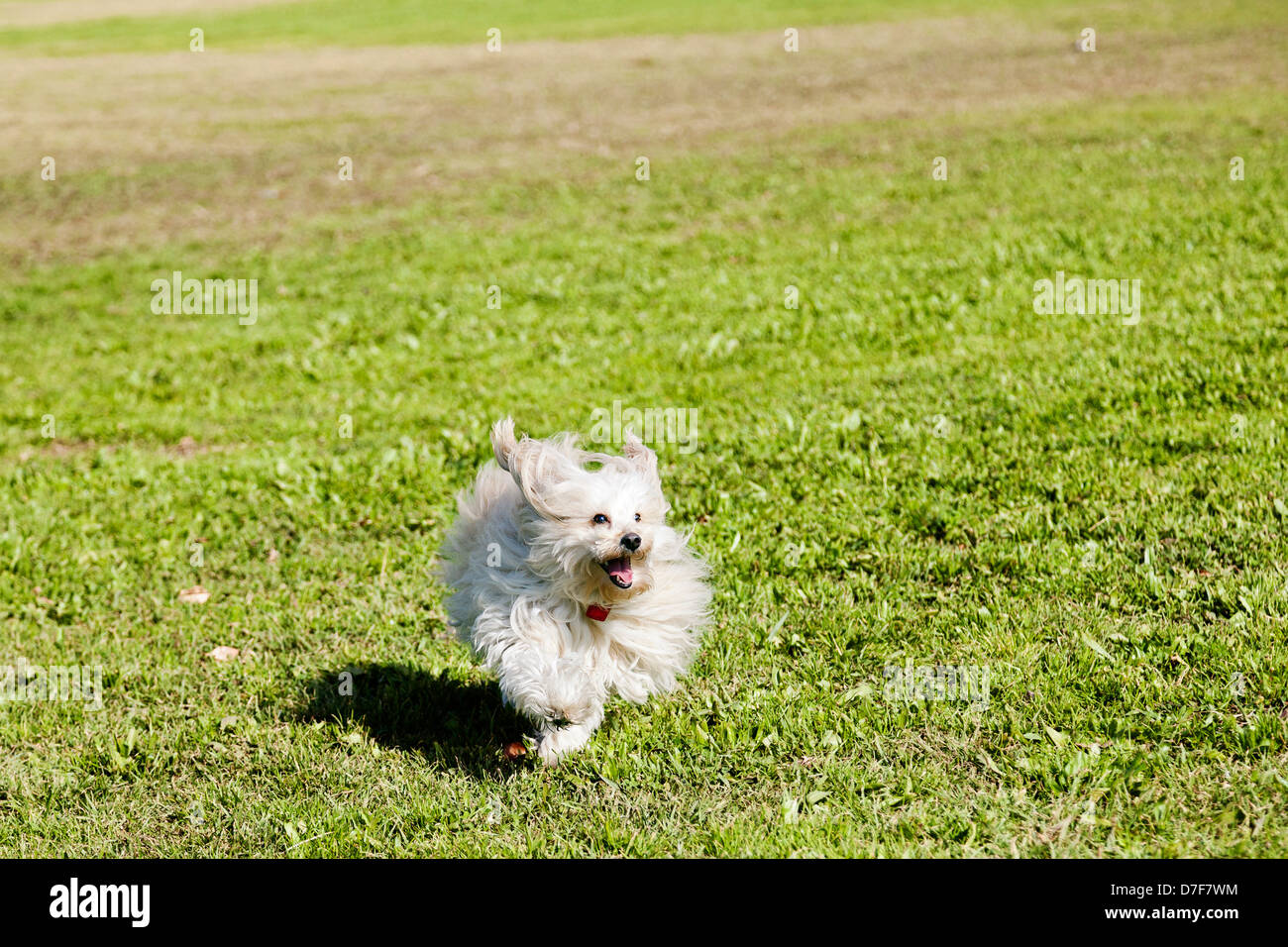 A Toy Poodle running happily on the grass at a park Stock Photo - Alamy