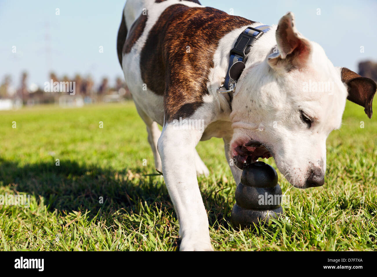 A Pitbull just about to grab a dog chew toy with his mouth, on a sunny ...