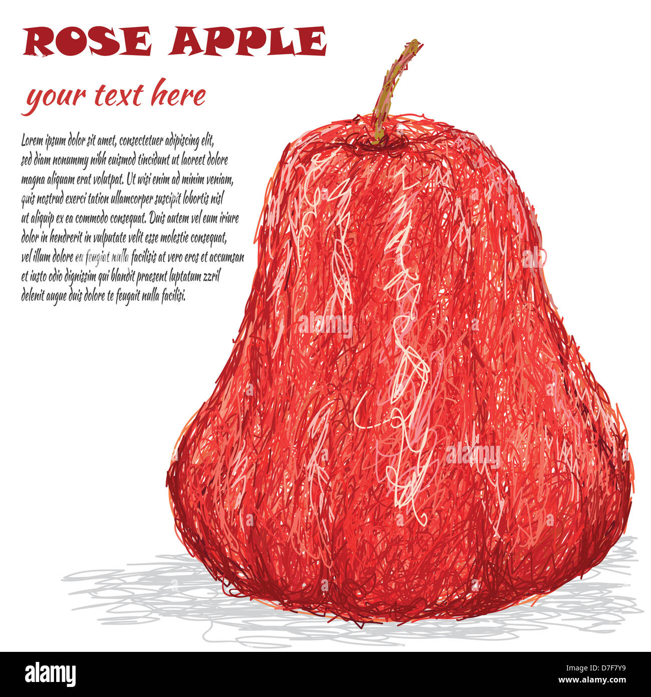 closeup illustration of fresh rose apple fruit isolated in white ...