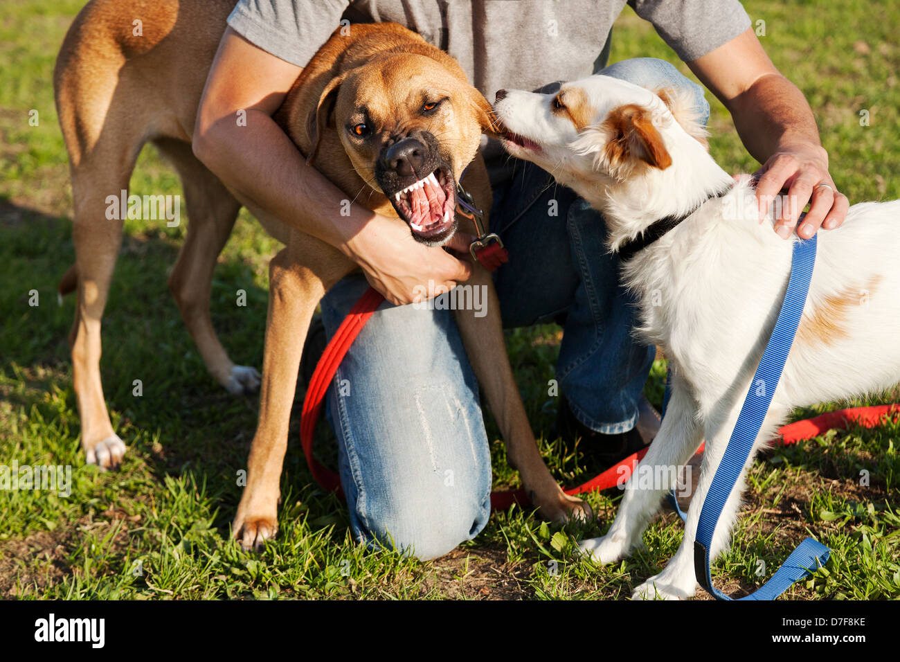 Two dogs fighting person hi-res stock photography and images - Alamy