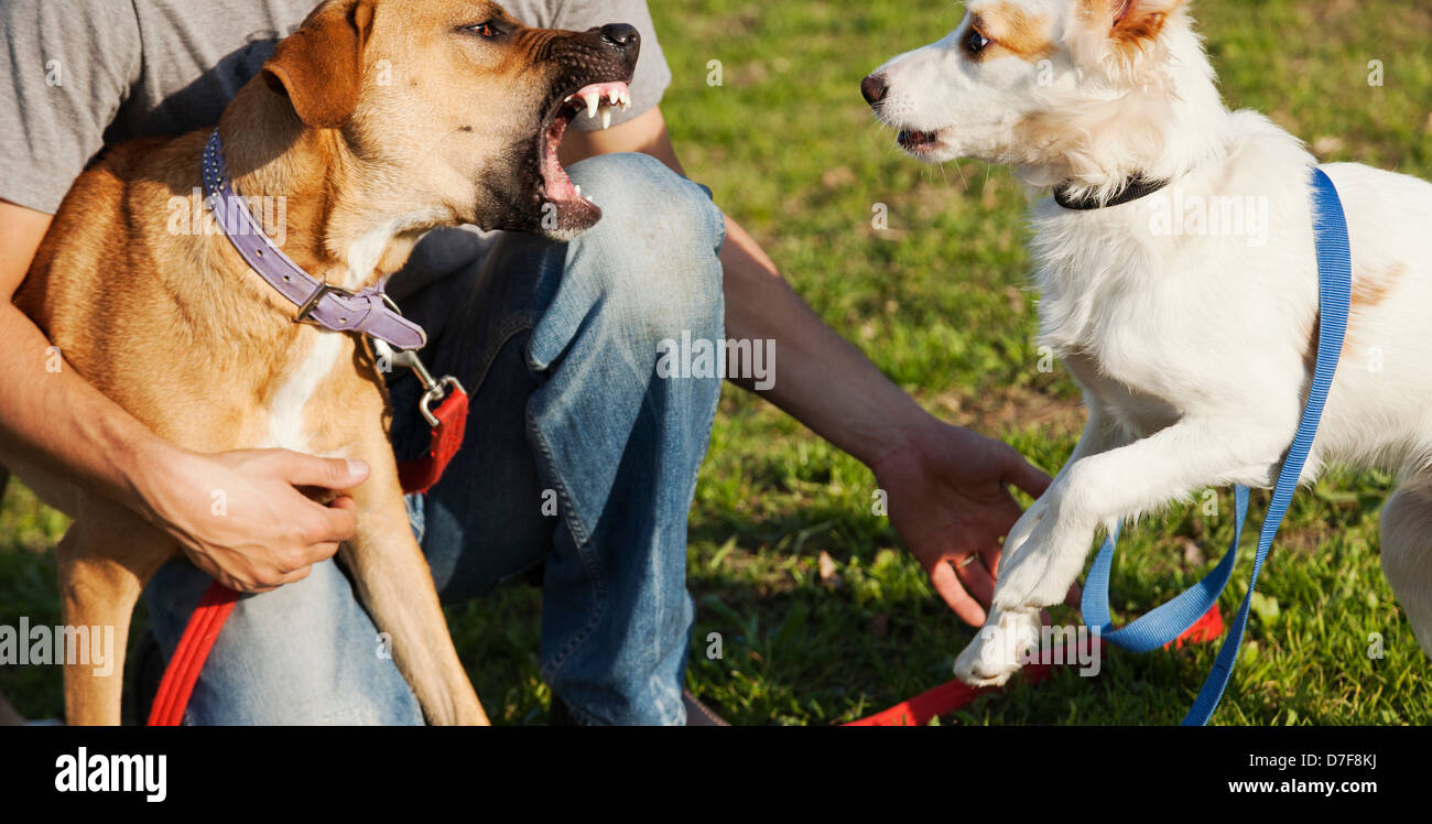Two dogs fighting person hi-res stock photography and images - Alamy