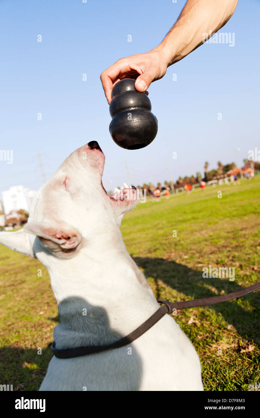Dog trainer dog trainers hi-res stock photography and images - Alamy