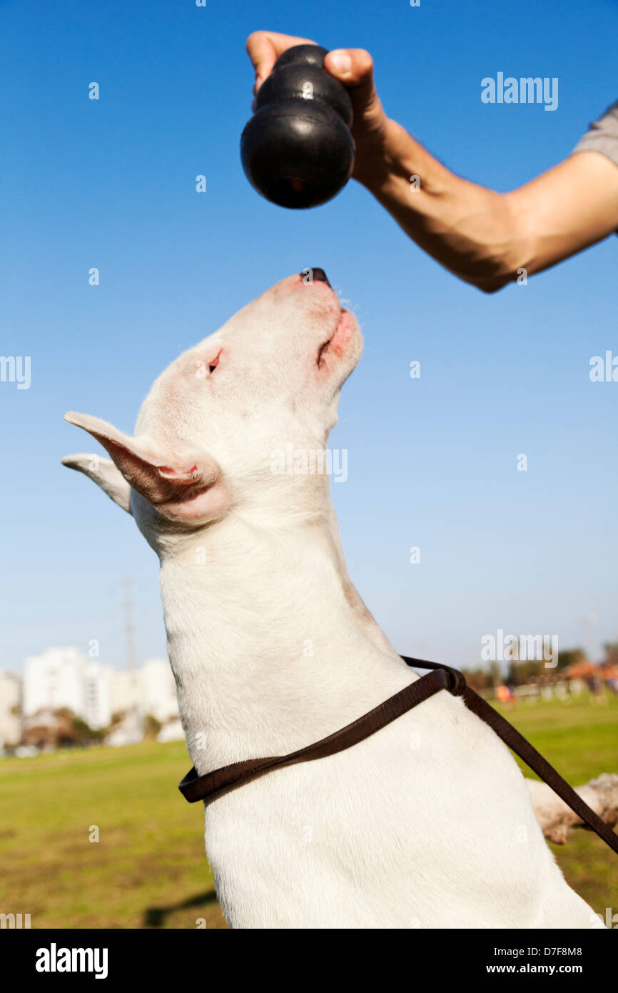 Dog trainer dog trainers hi-res stock photography and images - Alamy