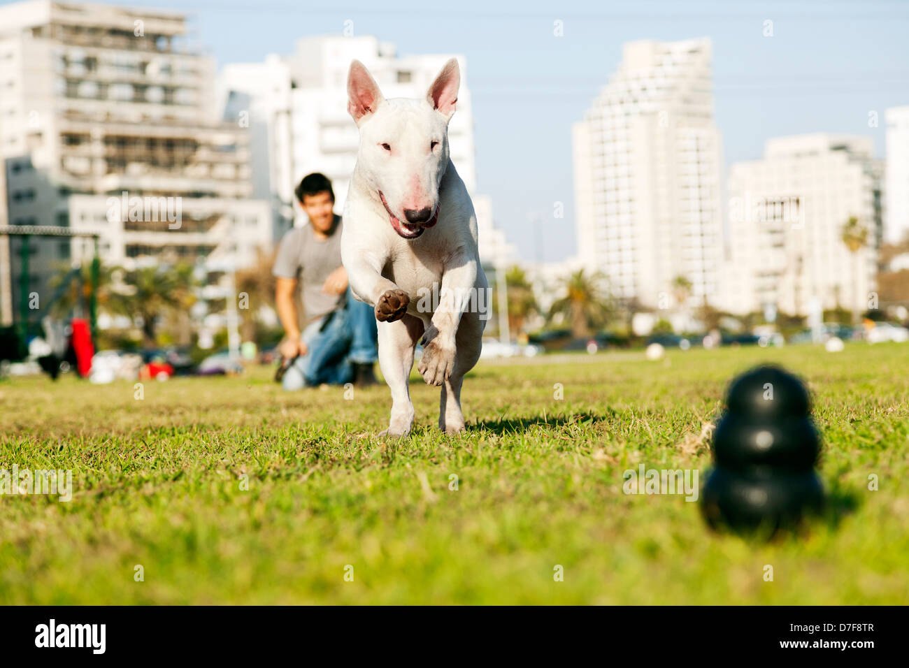 Man catching bull hi-res stock photography and images - Alamy