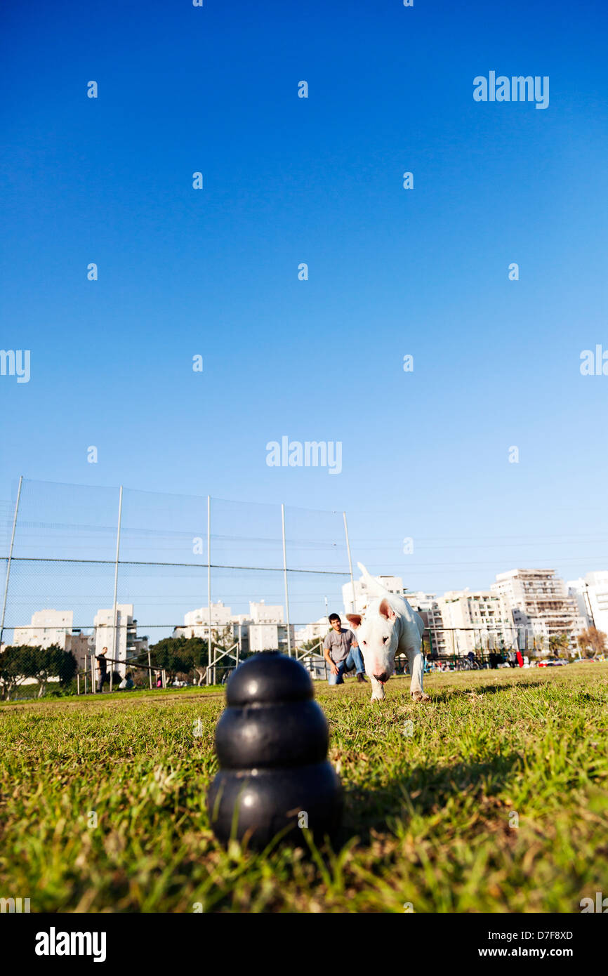 Man catching bull hi-res stock photography and images - Alamy