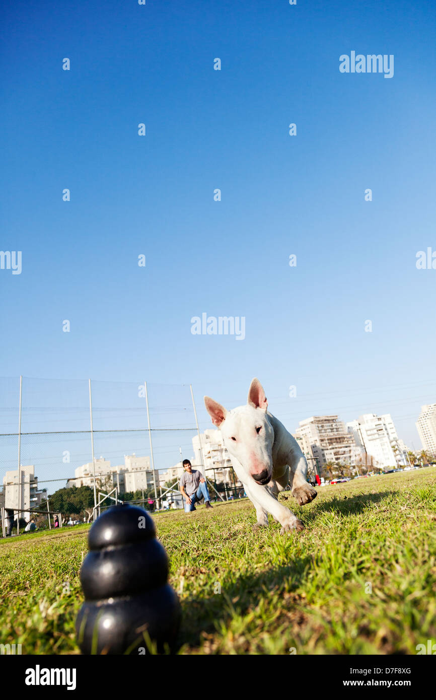 Man catching bull hi-res stock photography and images - Alamy