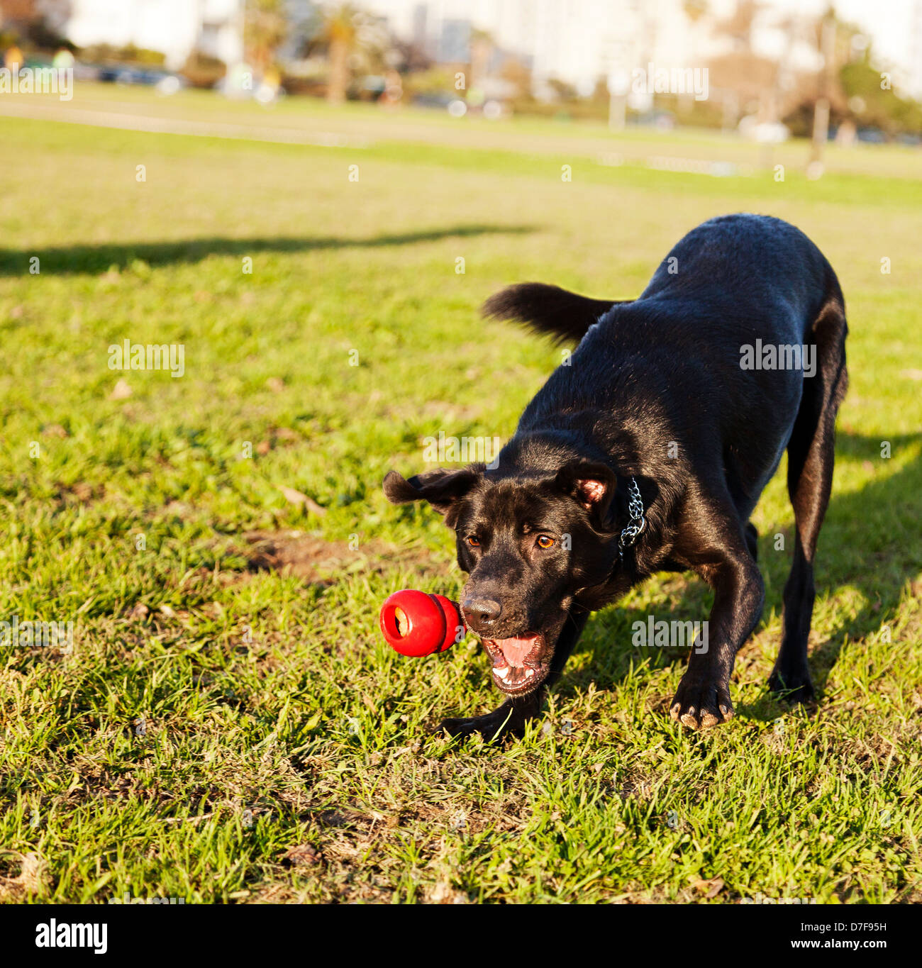 Rubber kong toy hi-res stock photography and images - Alamy