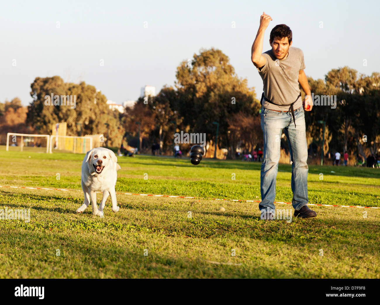 A mixed Labrador female dog looking up and running after the chew toy ...