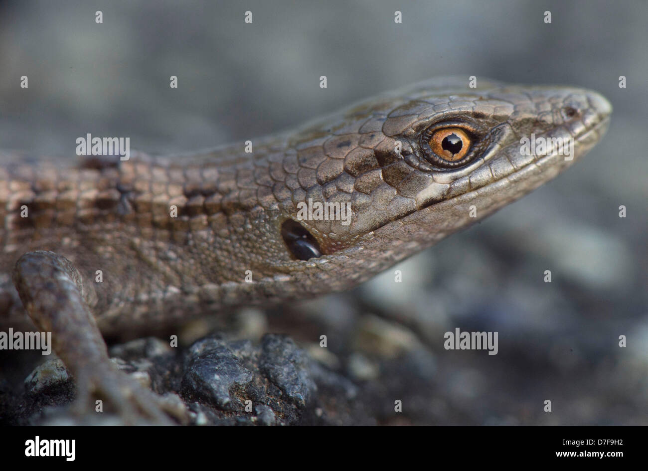 Alligator lizards hi-res stock photography and images - Alamy