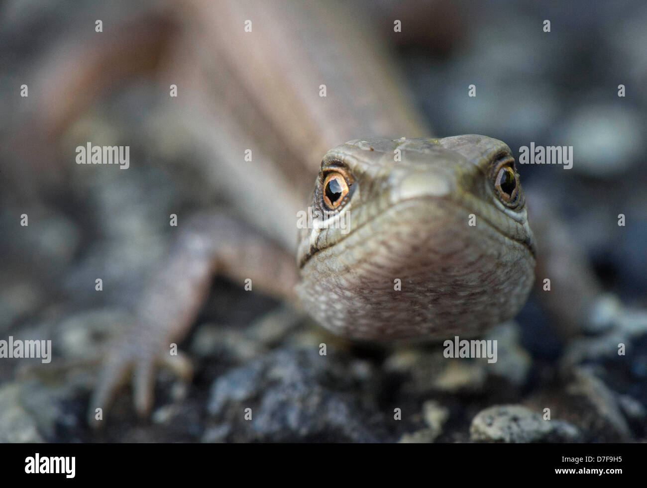 Alligator lizards hi-res stock photography and images - Alamy