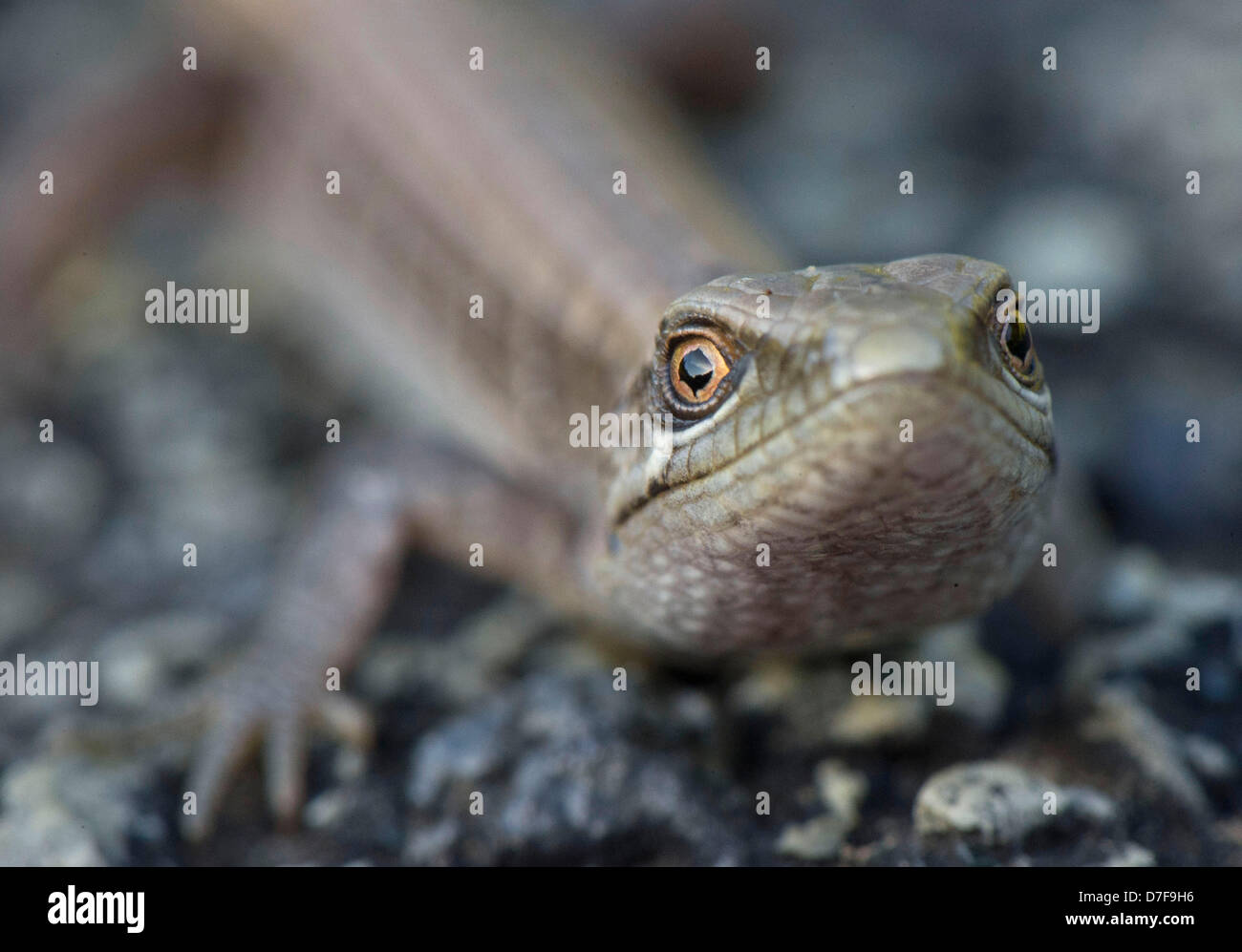 Alligator lizards hi-res stock photography and images - Alamy