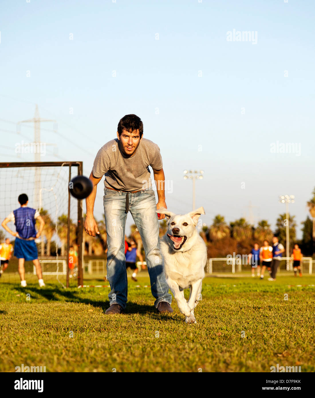 A mixed Labrador female dog looking up and running after the chew toy ...