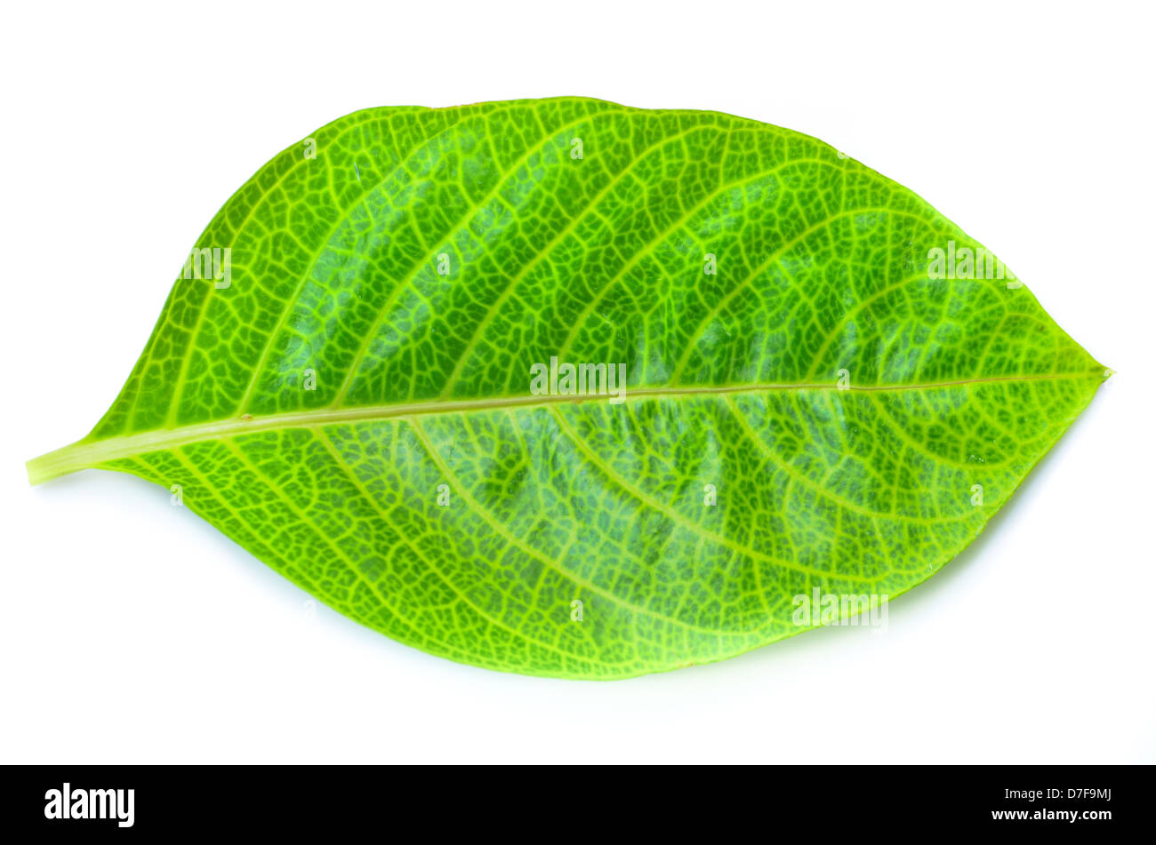 Single isolated leaf on a white background Stock Photo - Alamy