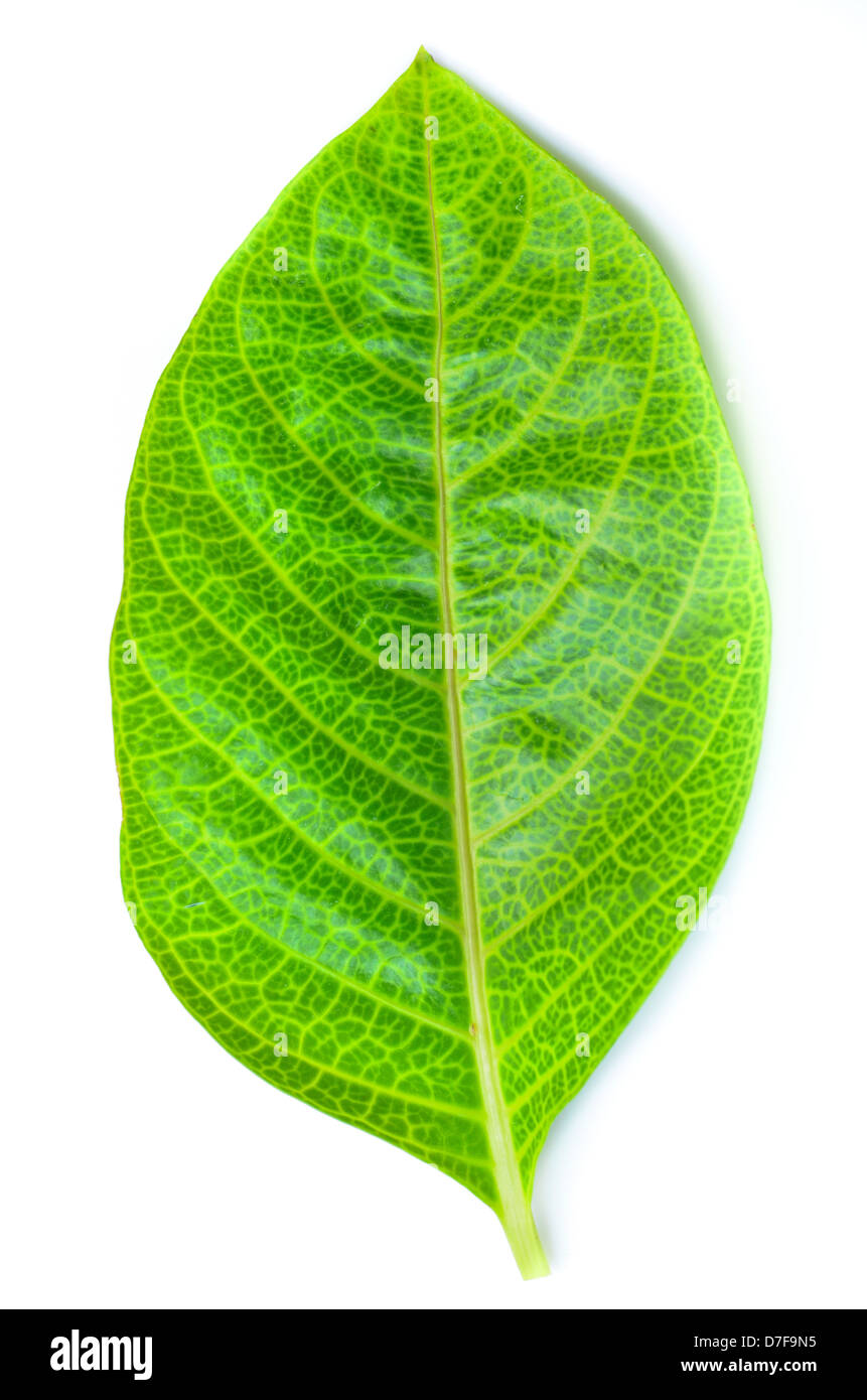 Single isolated leaf on a white background Stock Photo - Alamy