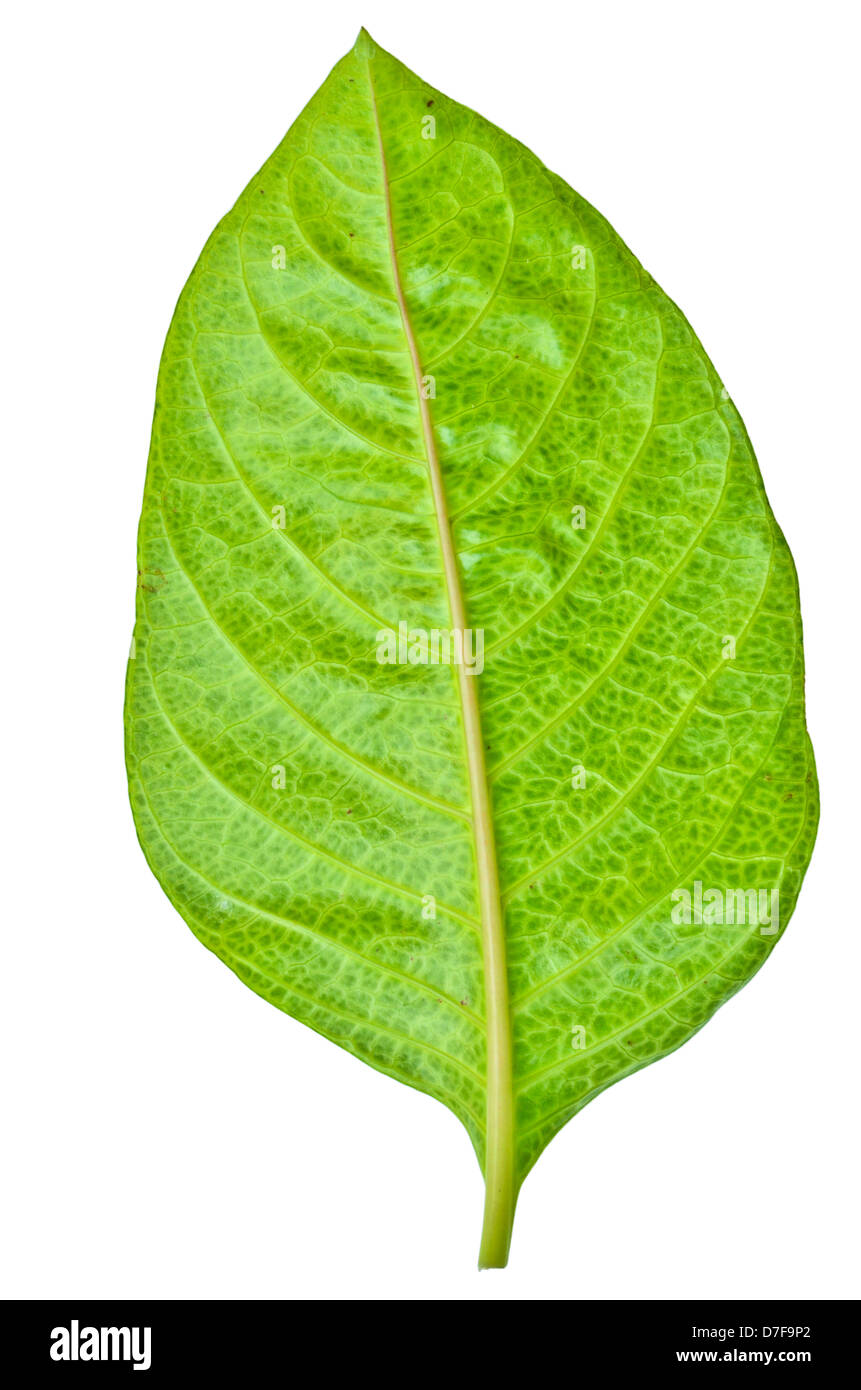 Single isolated leaf on a white background Stock Photo - Alamy
